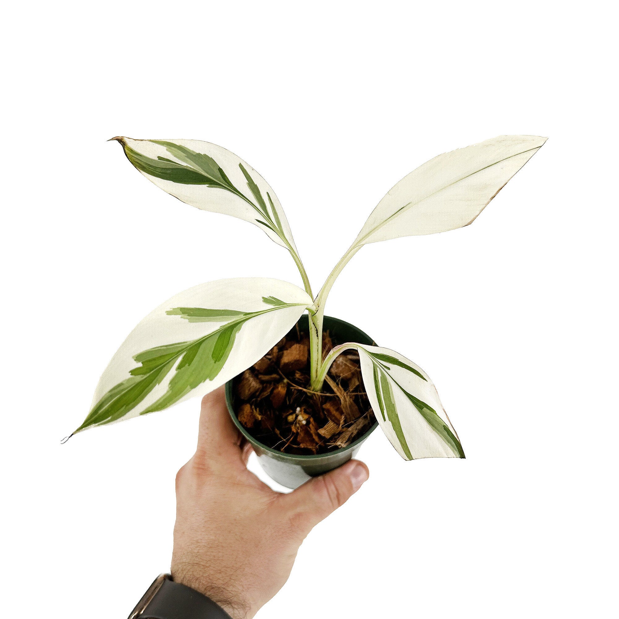 Musa florida variegata 'Variegated Banana' | SarahCotta Plants