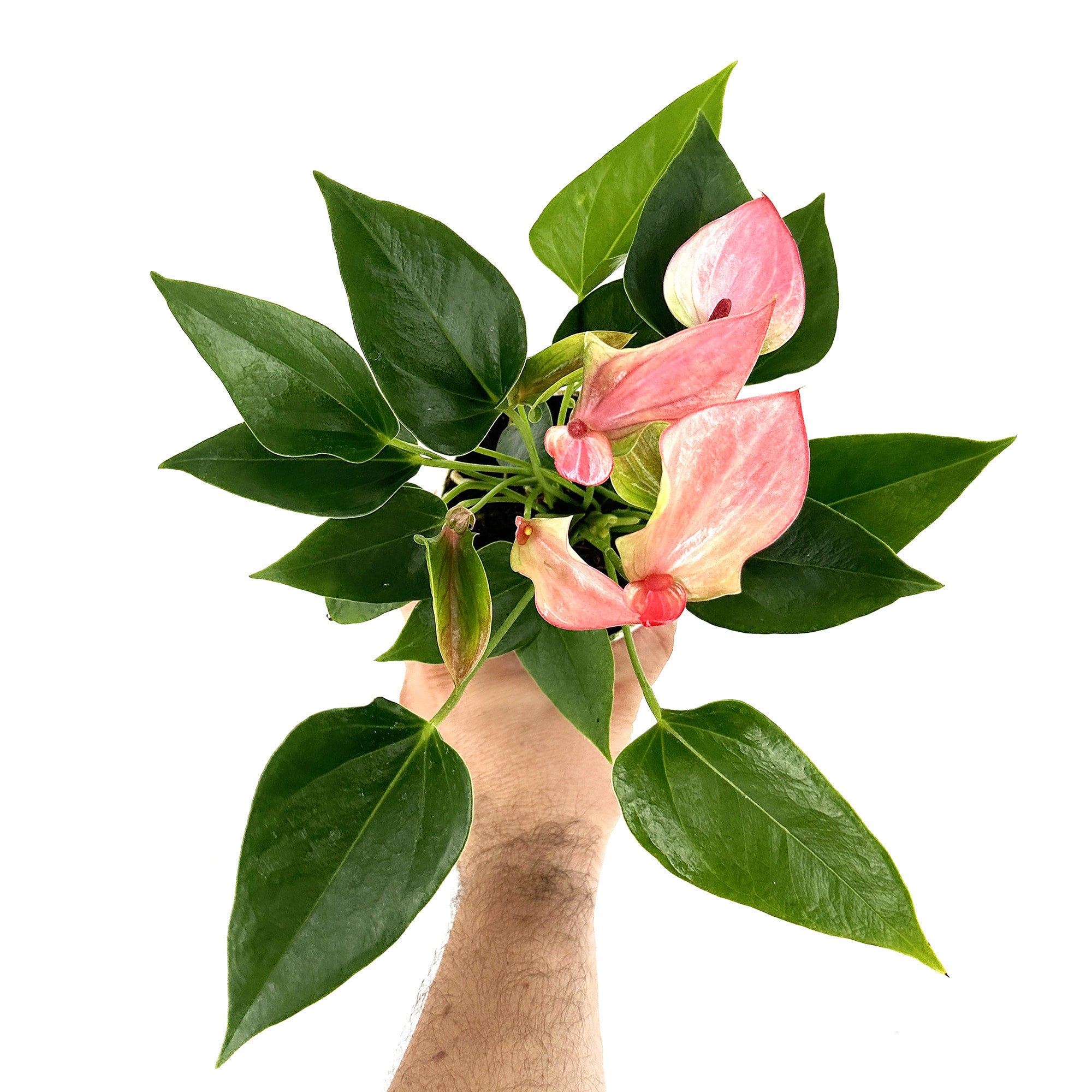 Anthurium 'Matata' | SarahCotta Plants