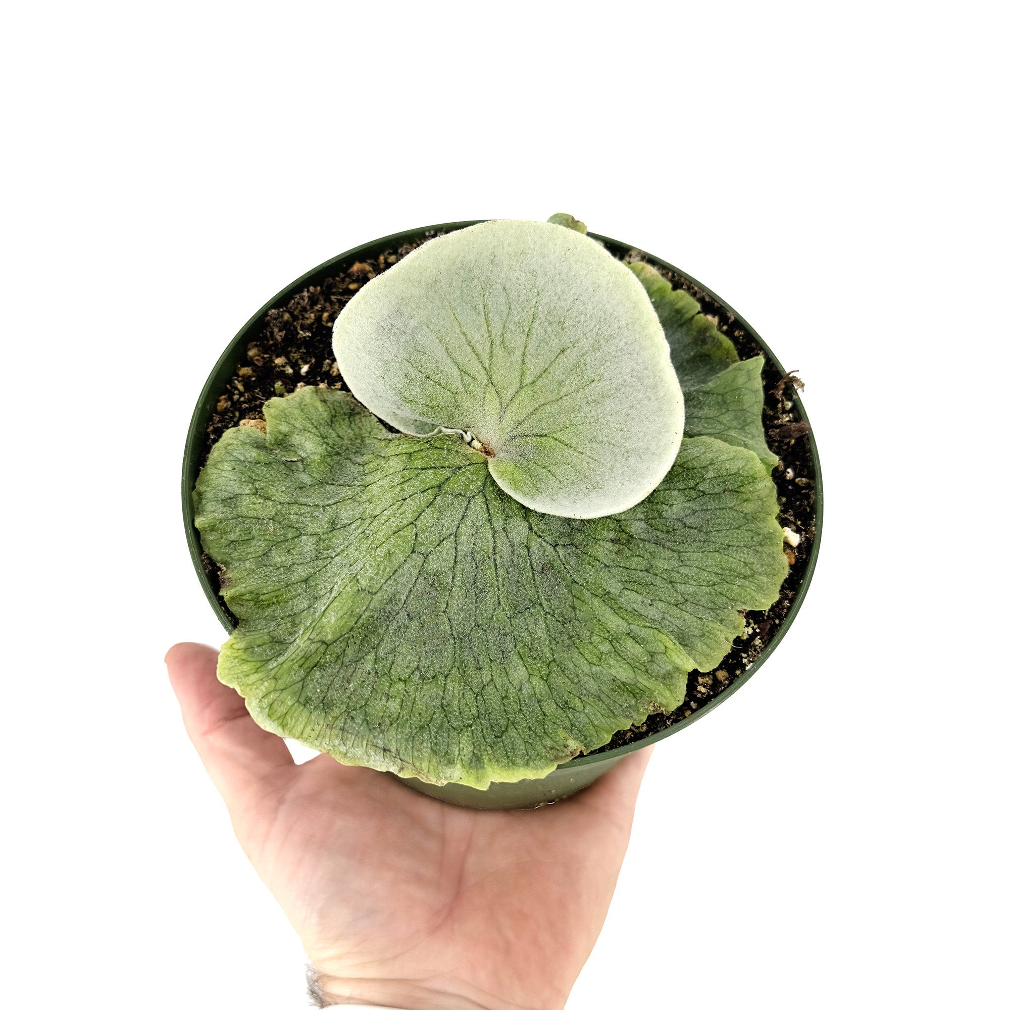 Platycerium grande 'Giant Staghorn Fern' | SarahCotta Plants
