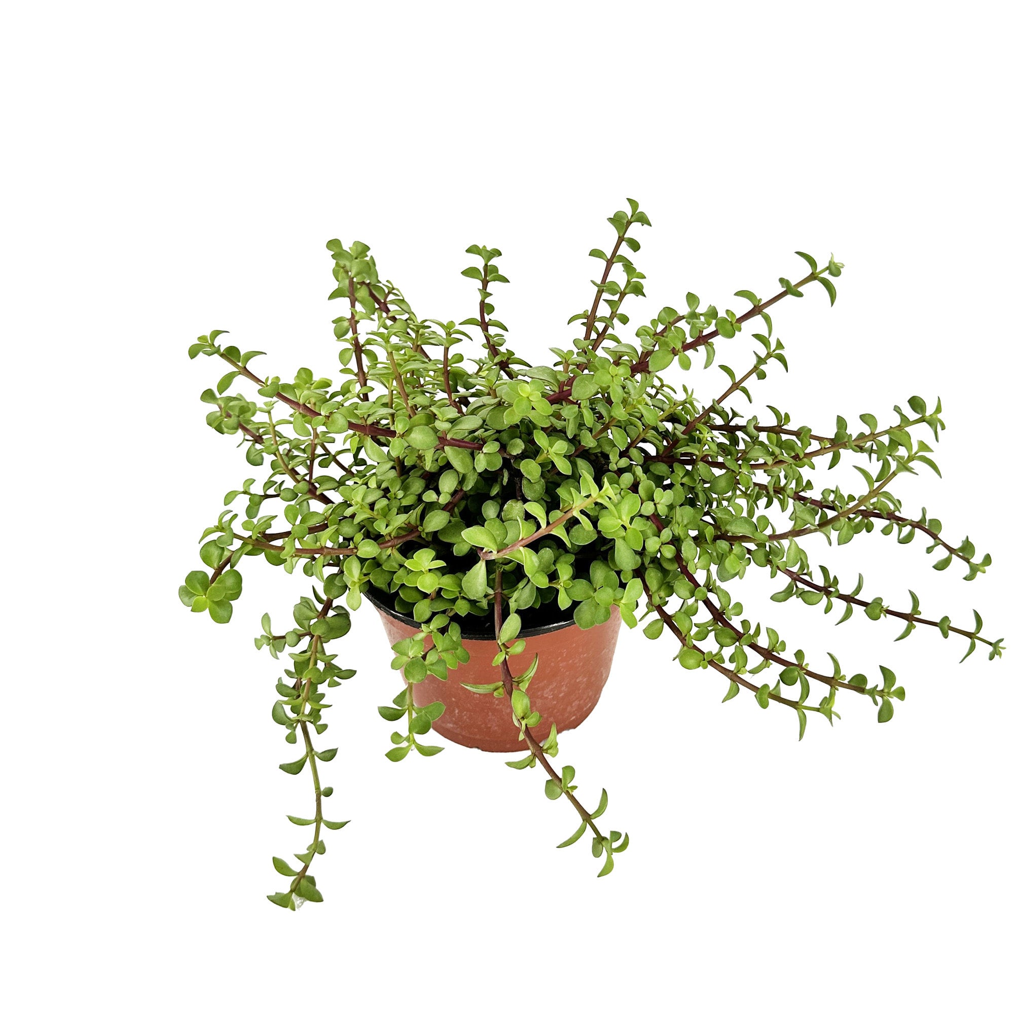 Portulacaria afra prostrata 'Trailing Elephant Bush' | SarahCotta Plants