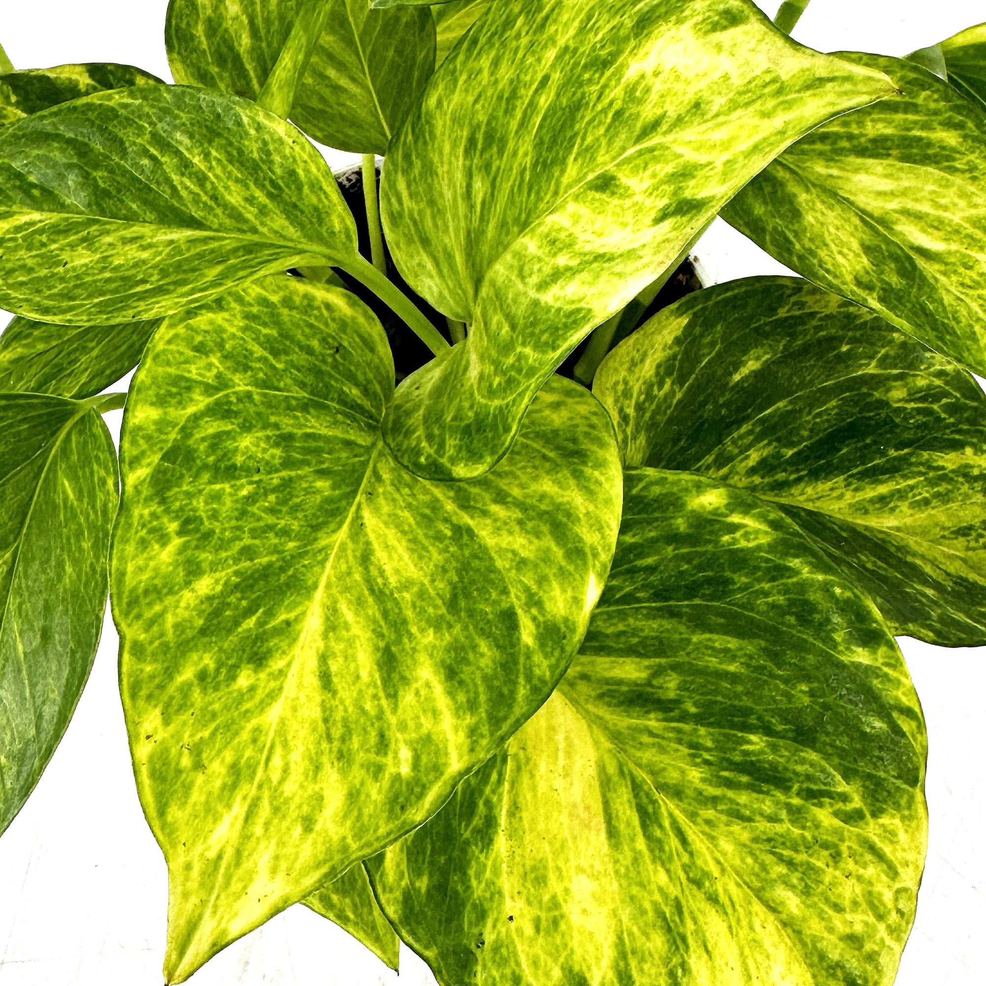 Epipremnum aureum 'Neon Queen Pothos' | SarahCotta Plants