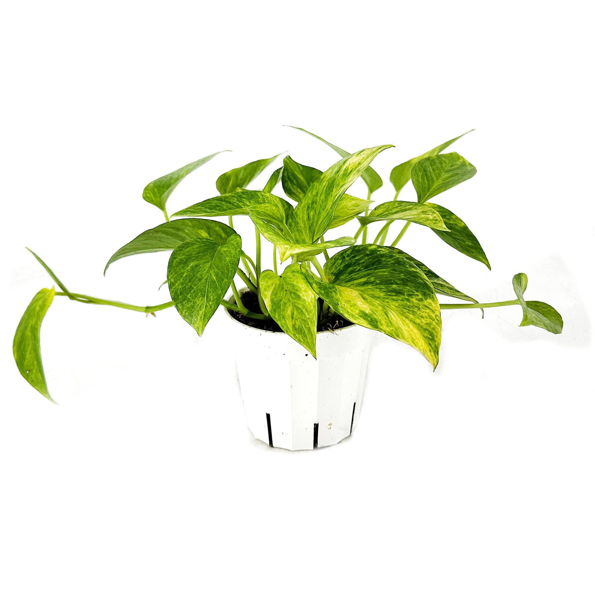 Epipremnum aureum 'Neon Queen Pothos' | SarahCotta Plants