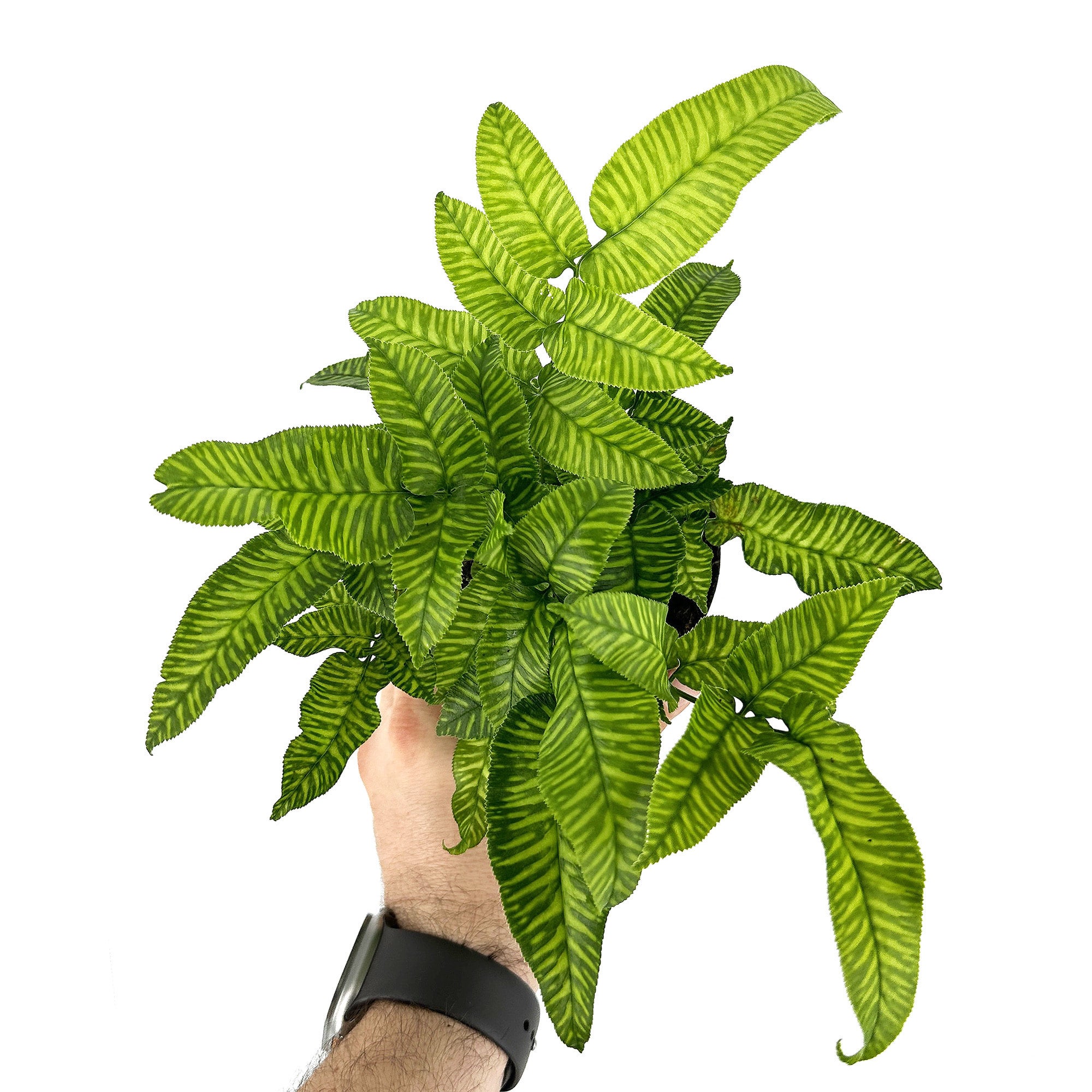 Striped Bamboo Fern - Golden Zebra Fern - Rare Fern | SarahCotta Plants