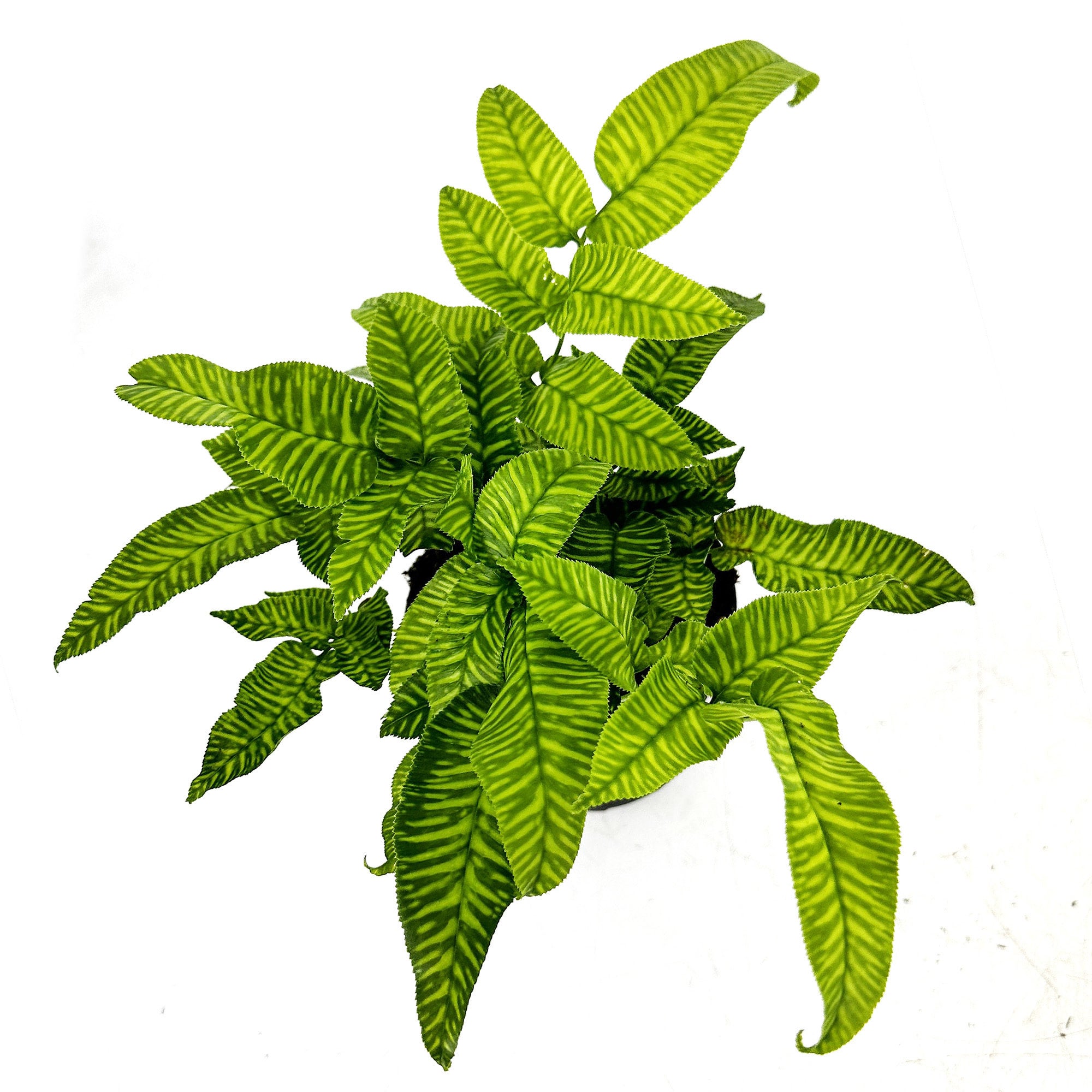 Striped Bamboo Fern - Golden Zebra Fern - Rare Fern | SarahCotta Plants