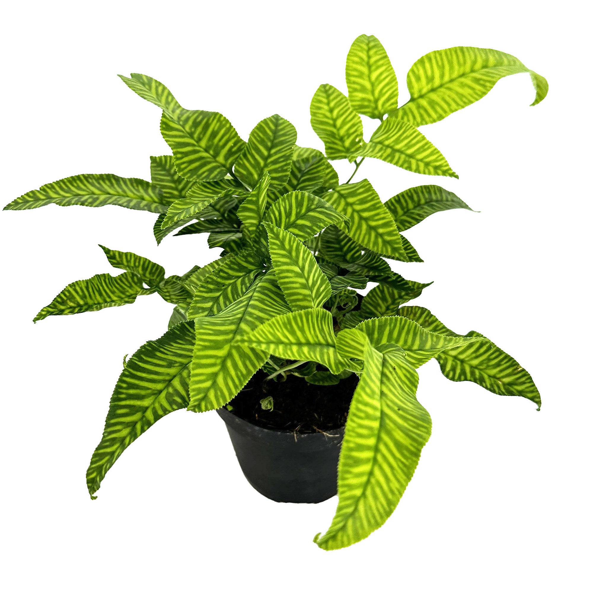 Striped Bamboo Fern - Golden Zebra Fern - Rare Fern | SarahCotta Plants