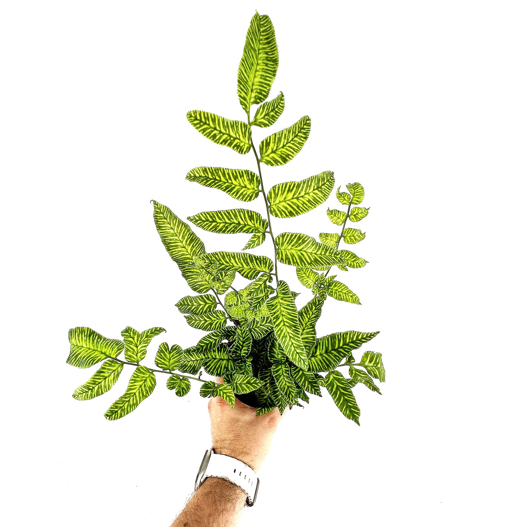 Striped Bamboo Fern - Golden Zebra Fern - Rare Fern | SarahCotta Plants