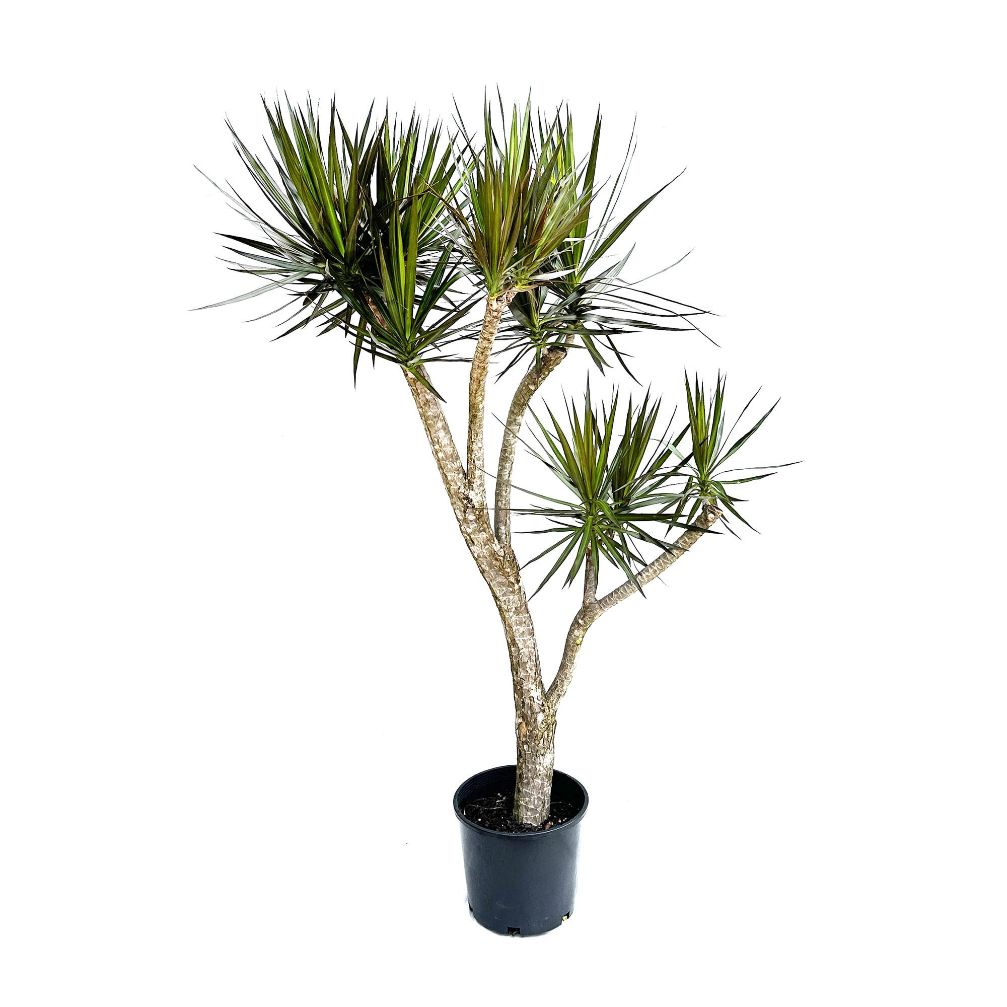 Dracaena Marginata Character Stump XL | SarahCotta Plants