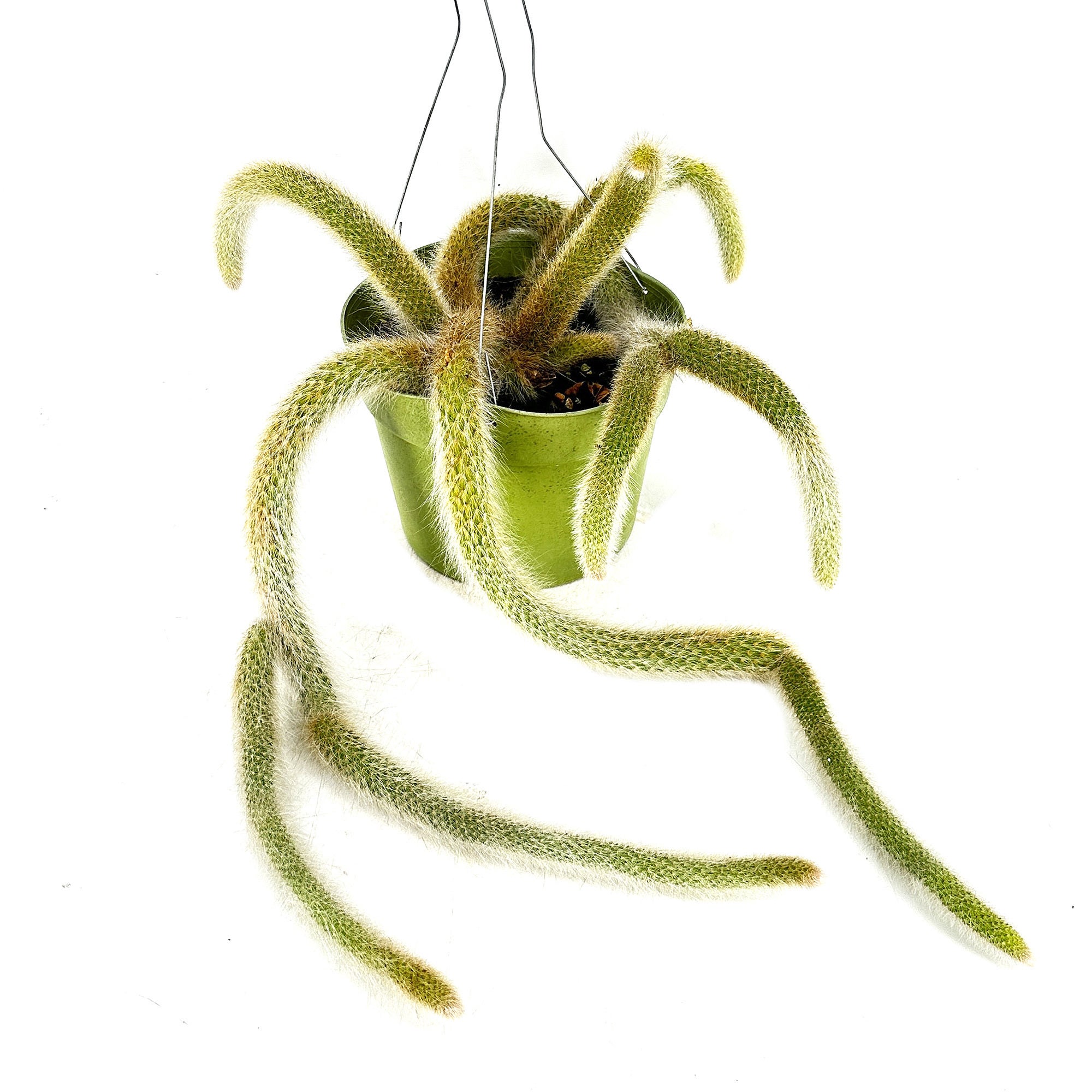 Hildewintera colademononis 'Monkey Tail Cactus' XL | SarahCotta Plants