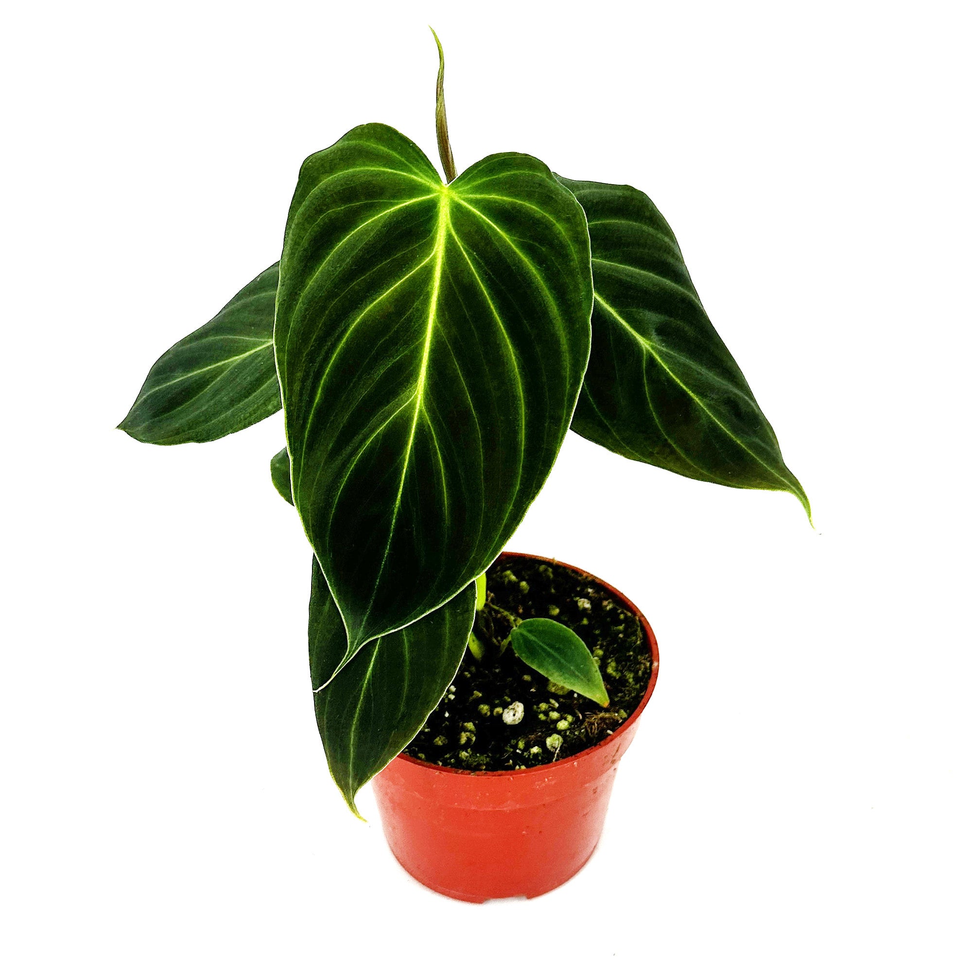 philodendron-glorious-sarahcotta-plants