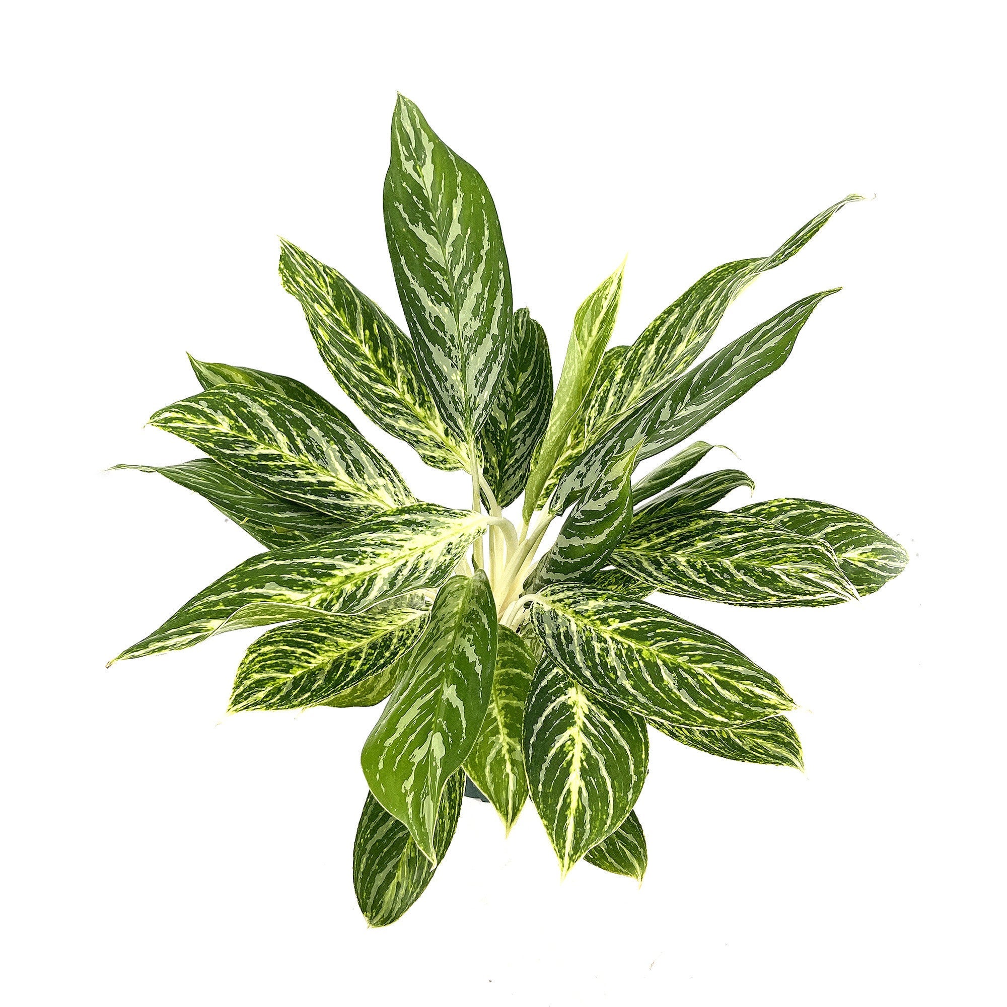 Aglaonema 'Golden Madonna' XL | SarahCotta Plants