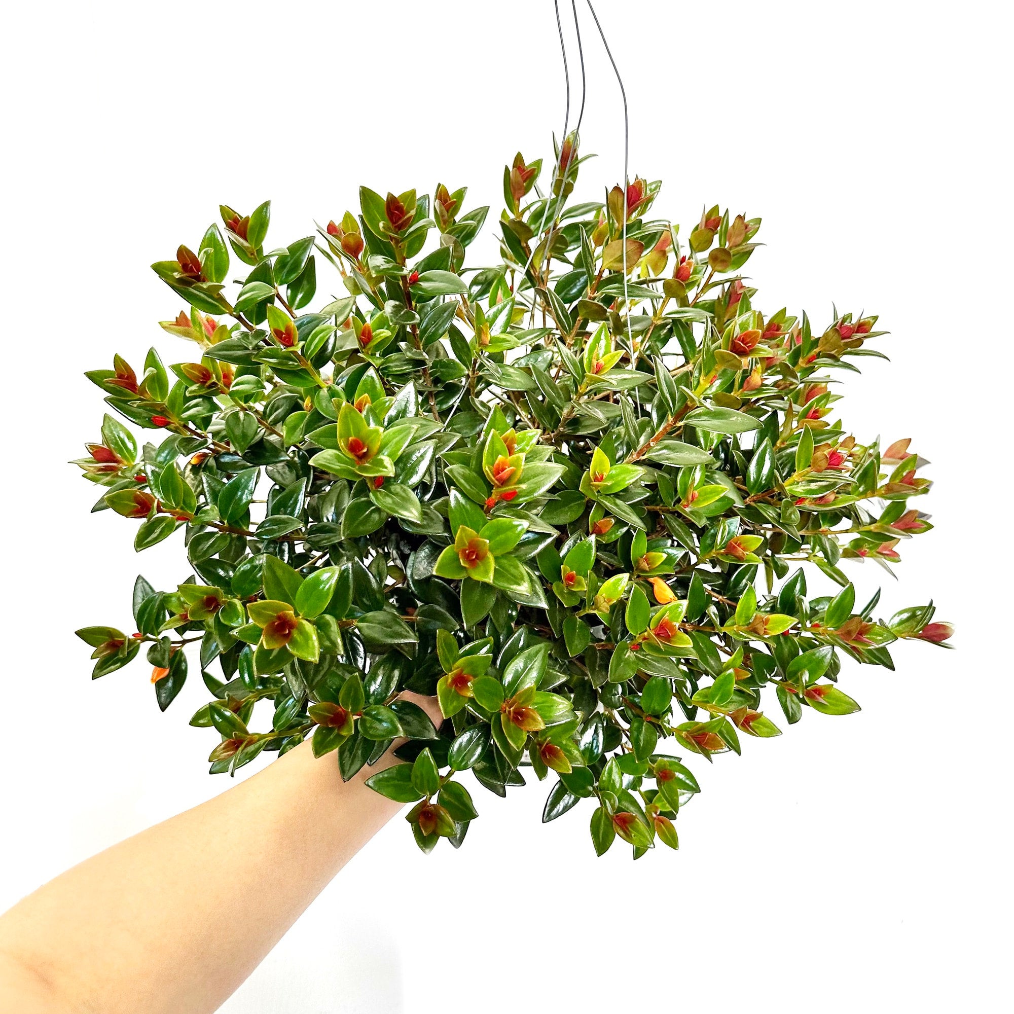 Nematanthus Goldfish Plant Black Gold SarahCotta Plants