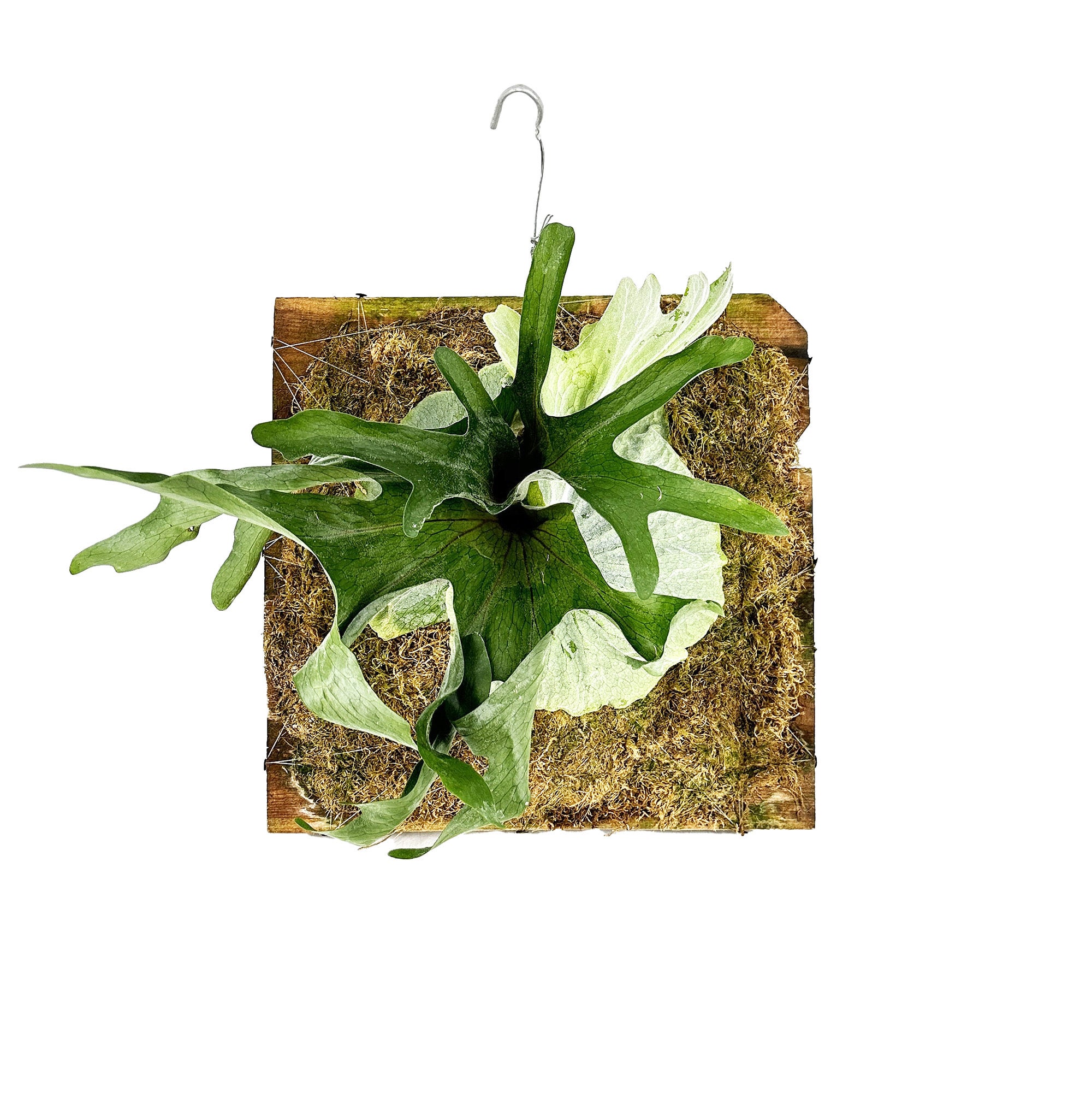 Platycerium grande 'Giant Staghorn Fern' XL [mounted] | SarahCotta Plants