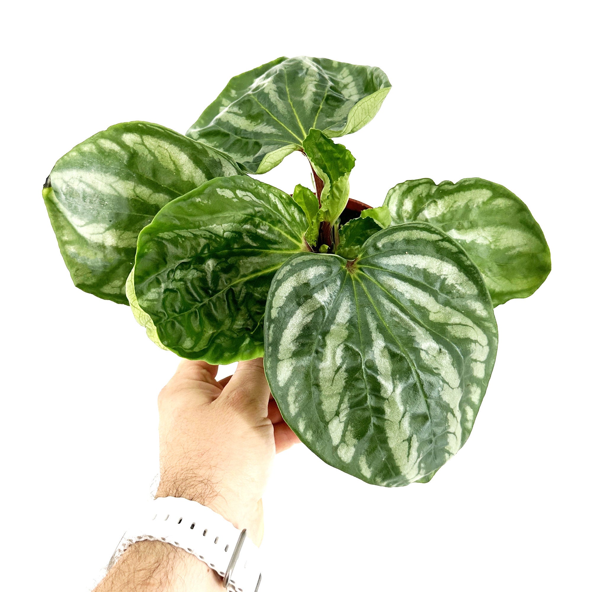 Peperomia emarginella 'Ecuador' | SarahCotta Plants