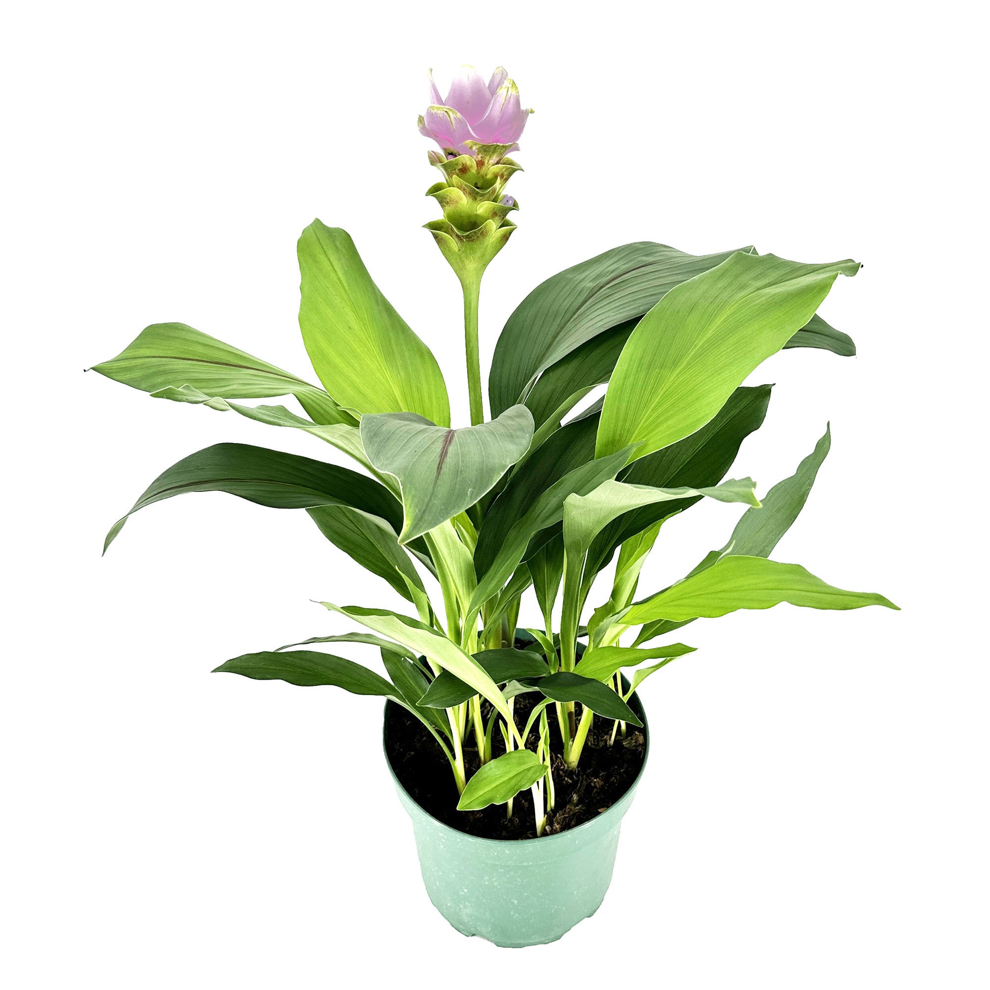 Curcuma alismatifolia 'Chiang Mai Pink' XL | SarahCotta Plants