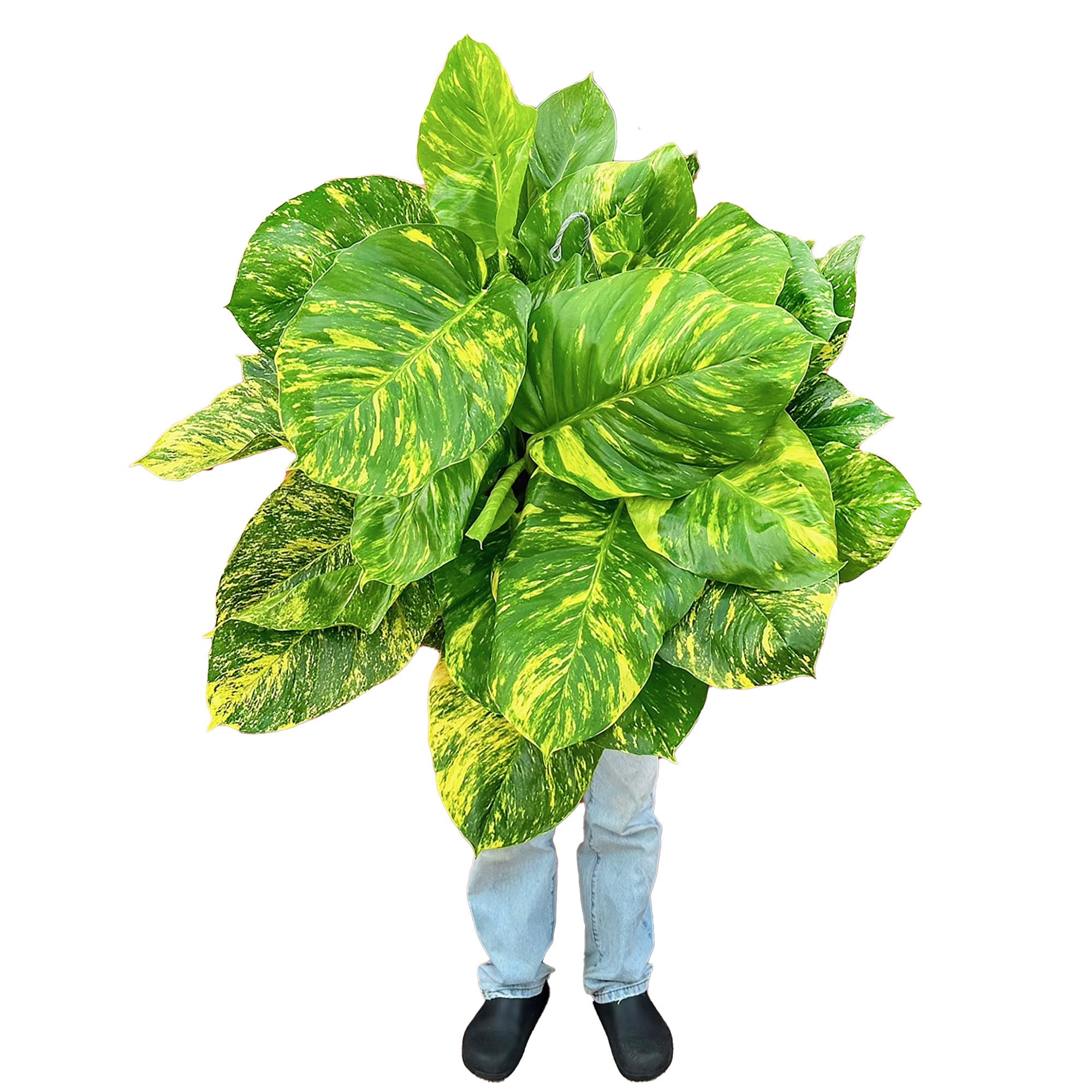 Epipremnum aureum 'Hawaiian Golden Pothos' XL | SarahCotta Plants