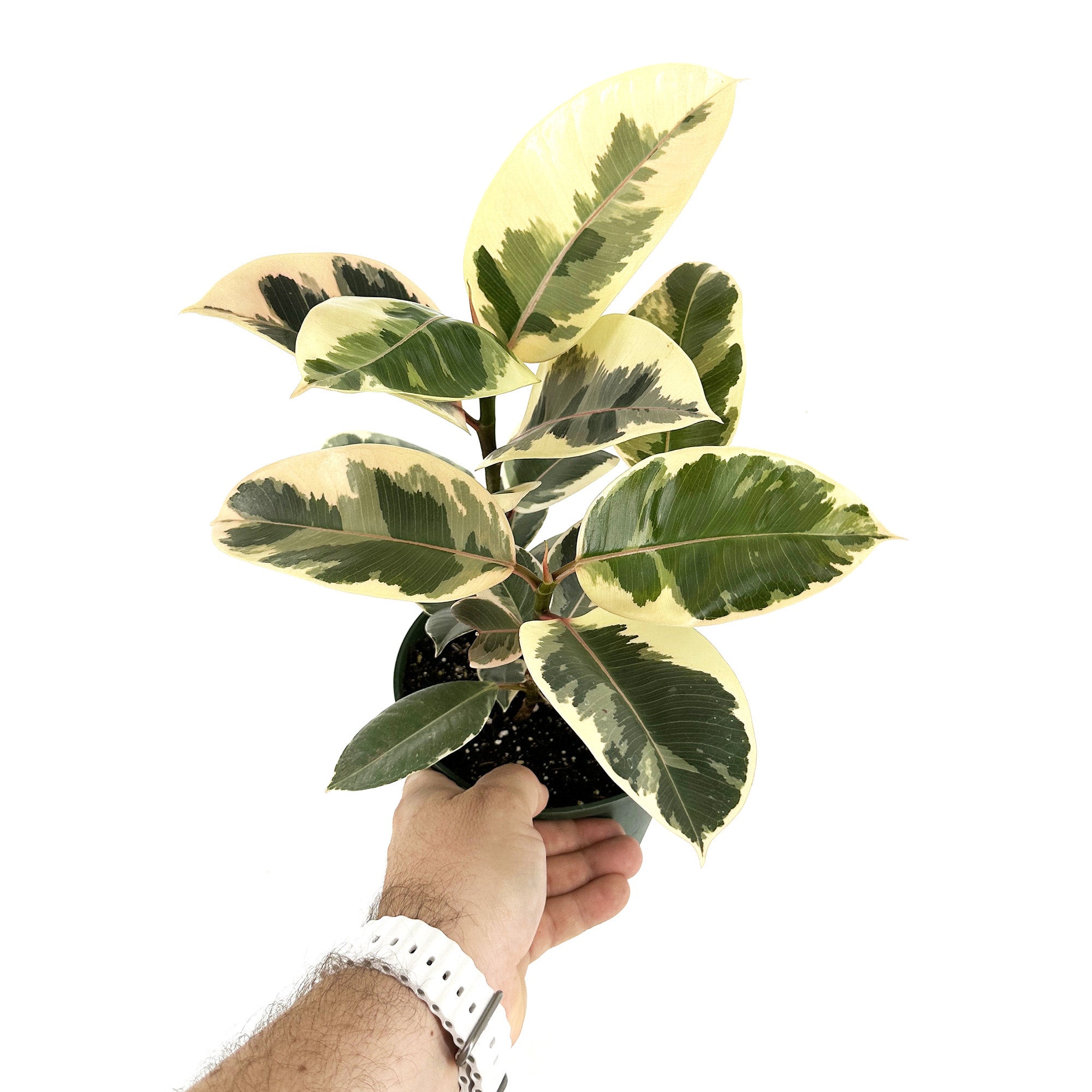 Ficus elastica 'Tineke' Rubber Tree | SarahCotta Plants