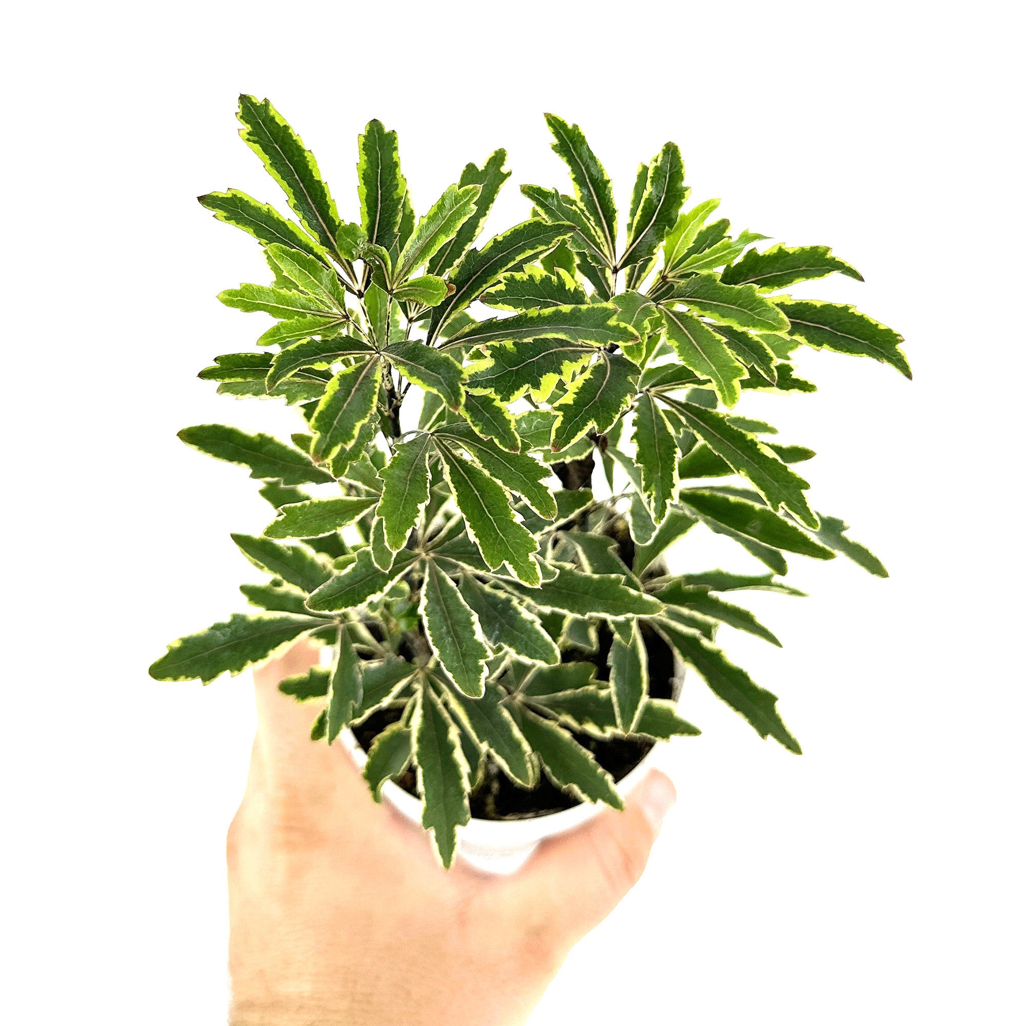 Plerandra elegantissima variegata 'False Aralia(Bianca)' | SarahCotta ...