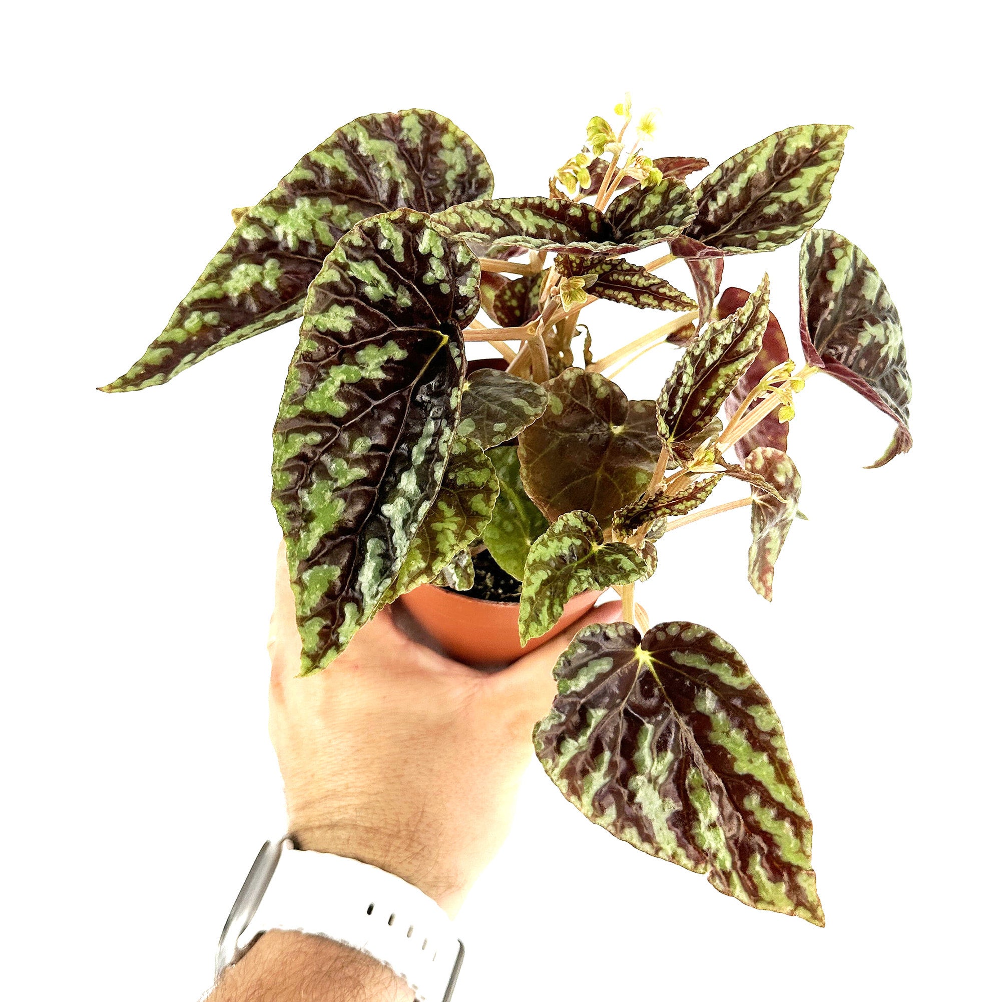 Begonia variabilis | SarahCotta Plants
