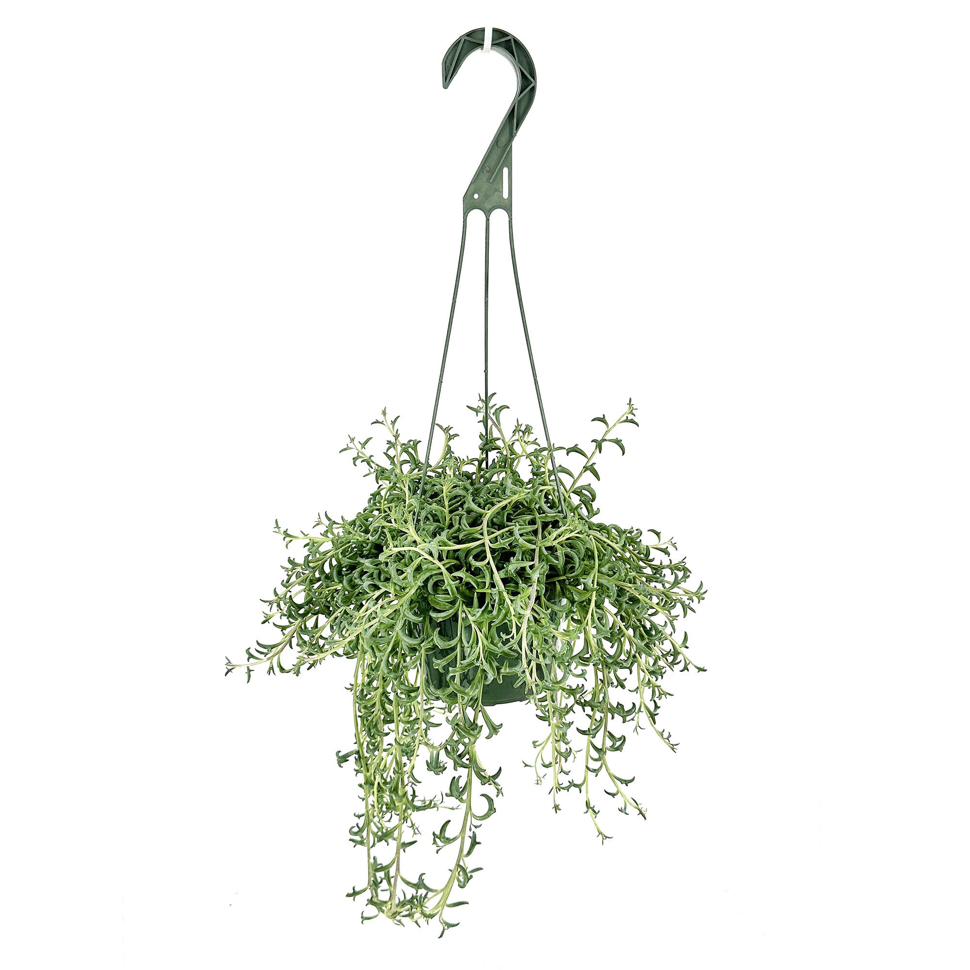 Senecio peregrinus 'String of Dolphins' | SarahCotta Plants - Exotic ...