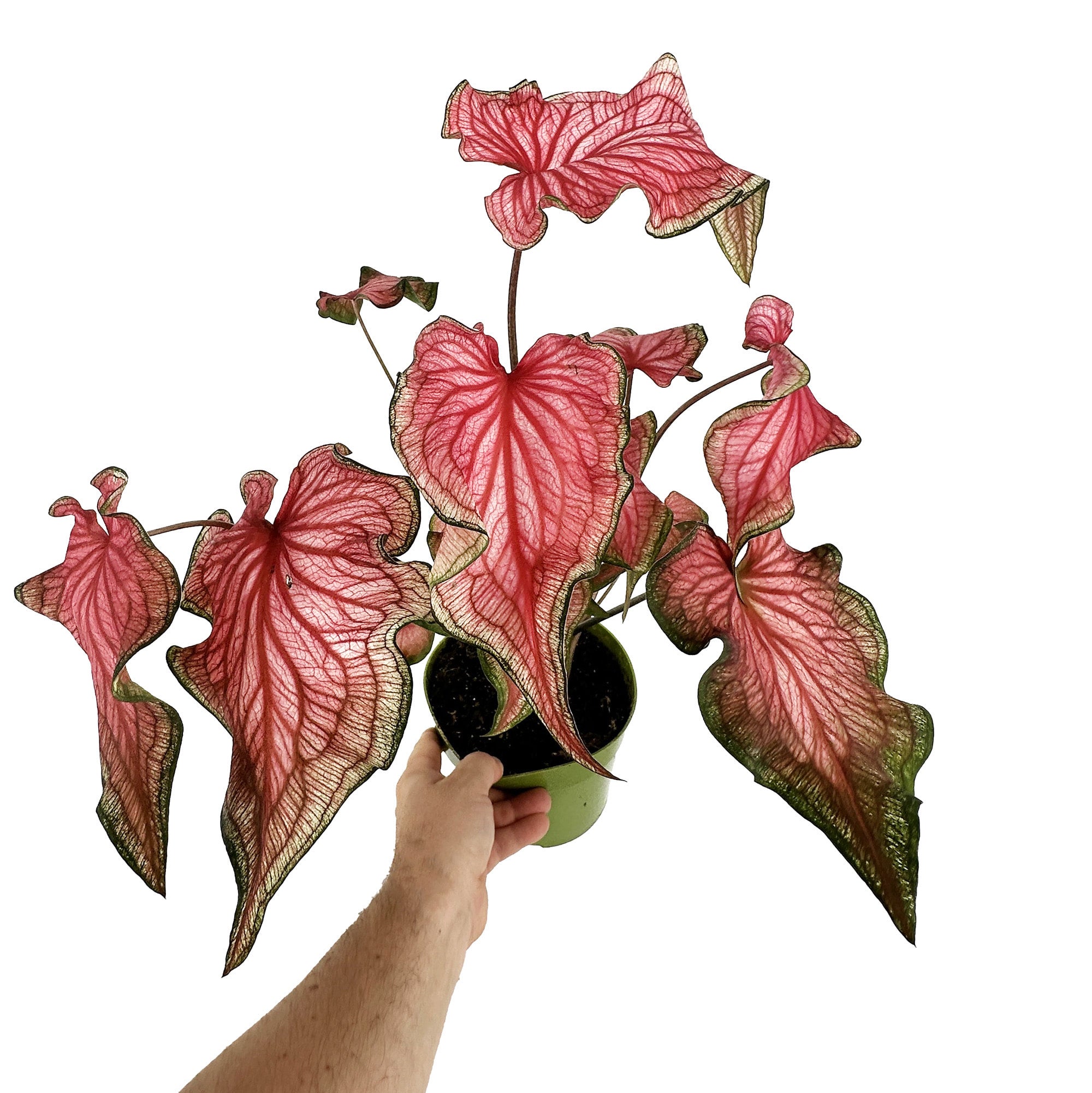 Caladium 'Fairytale Princess' | SarahCotta Plants