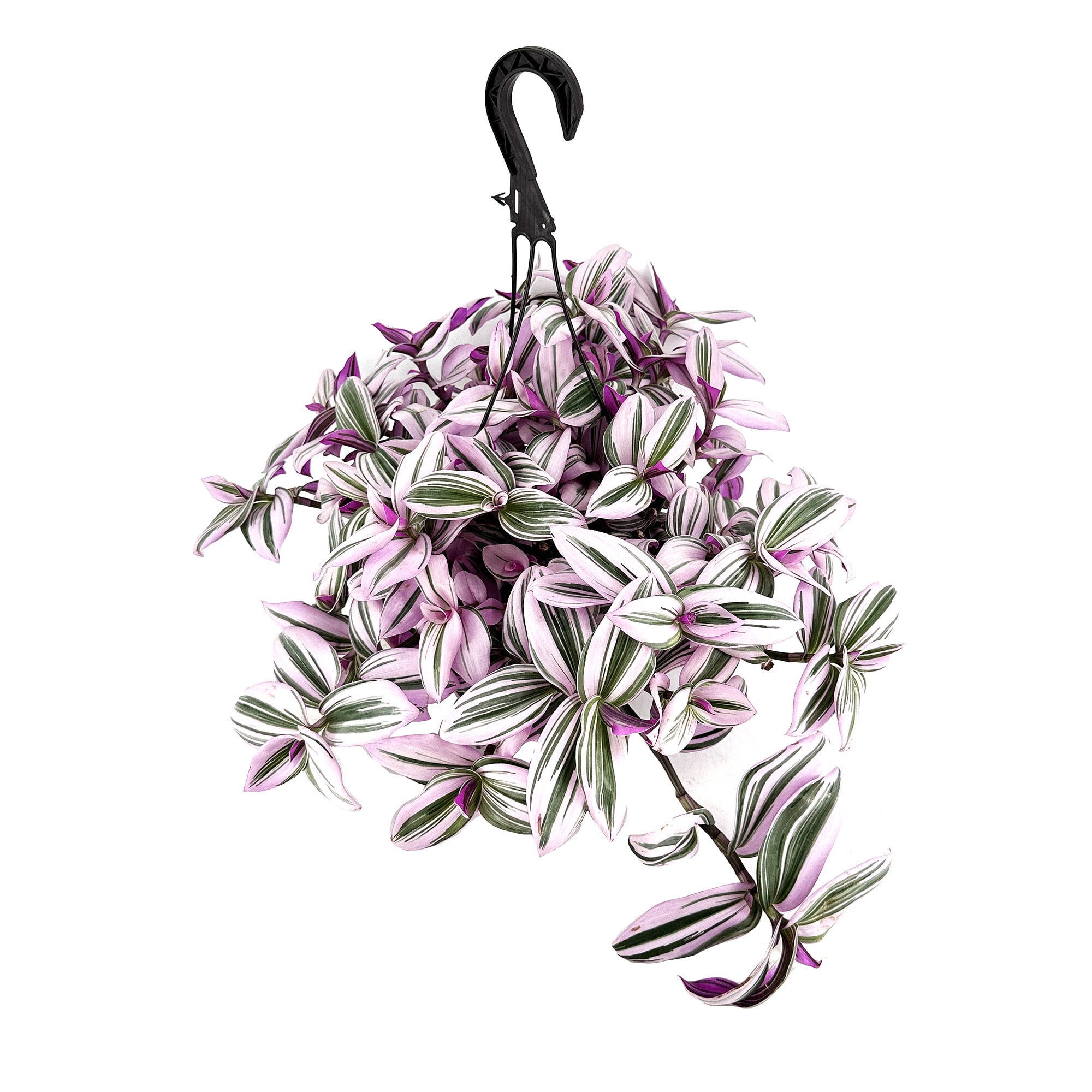 Tradescantia 'Nanouk' XL | SarahCotta Plants - Exotic, Uncommon and Quirky Plants