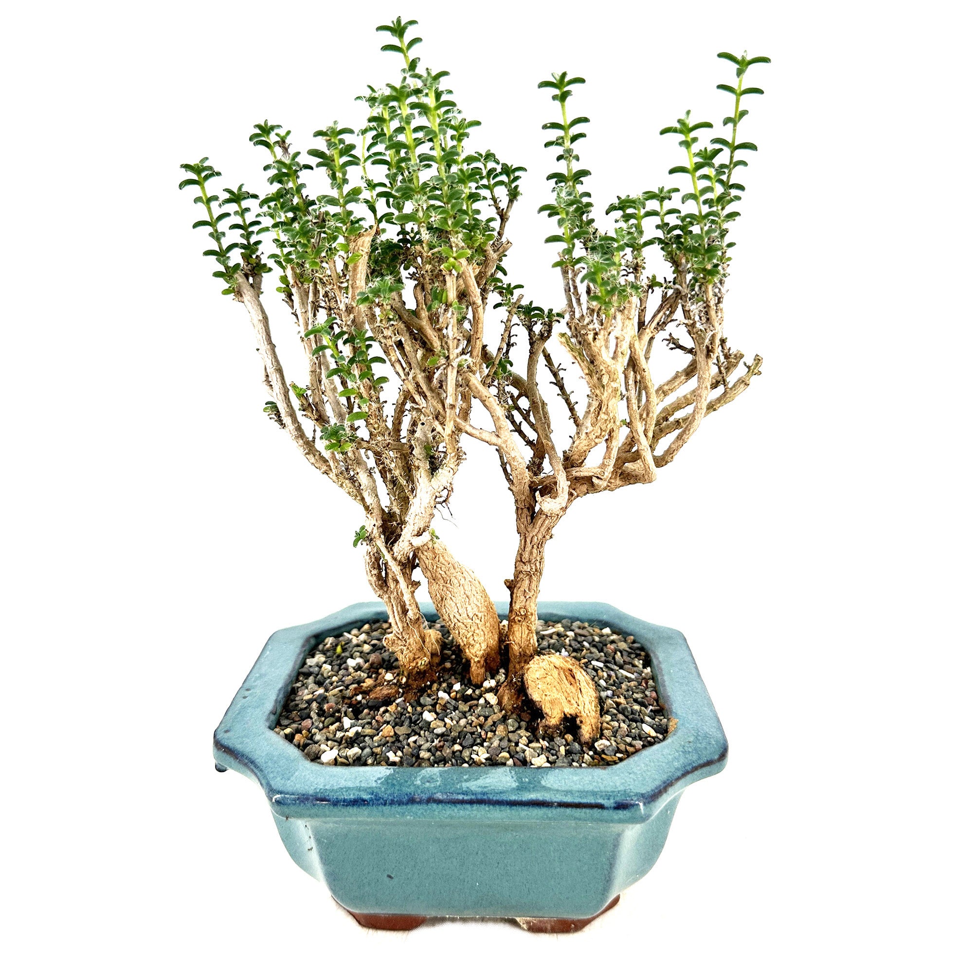 Trichodiadema bulbosum 'African Bonsai' [bonsai] | SarahCotta Plants ...