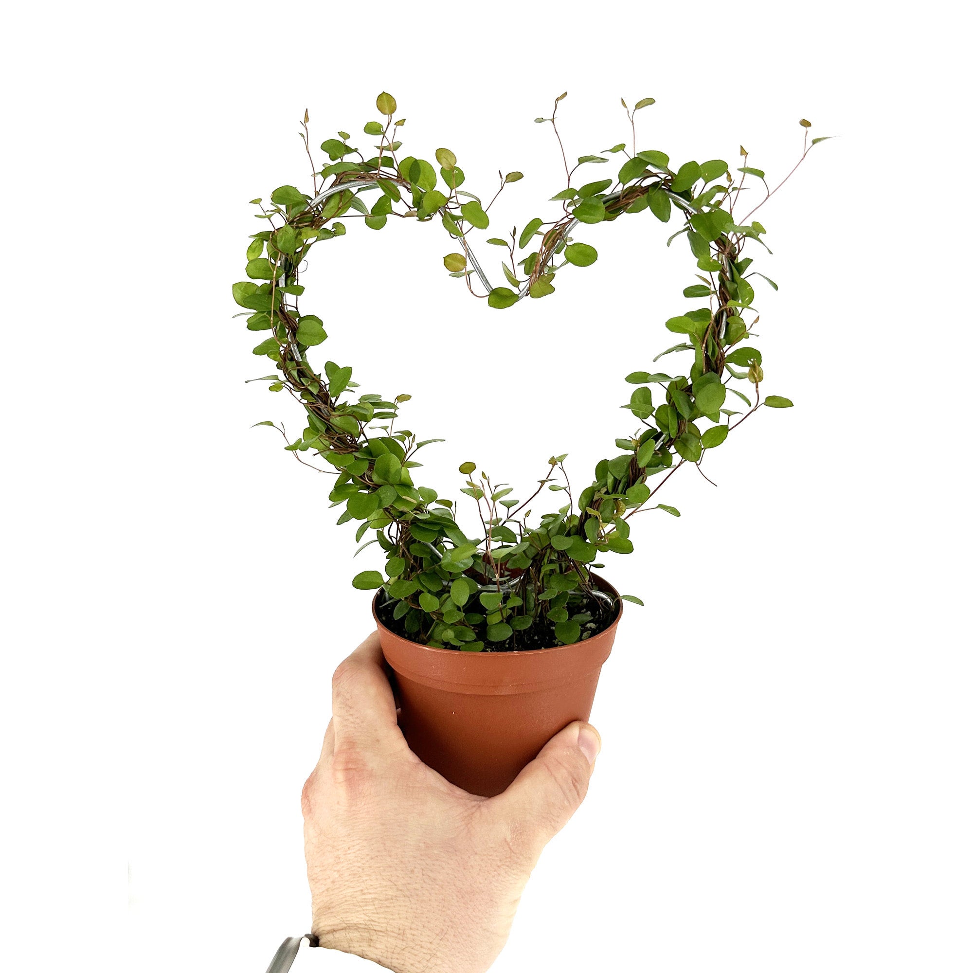 Muehlenbeckia complexa 'Angel Vine' [heart trellis] | SarahCotta Plants ...