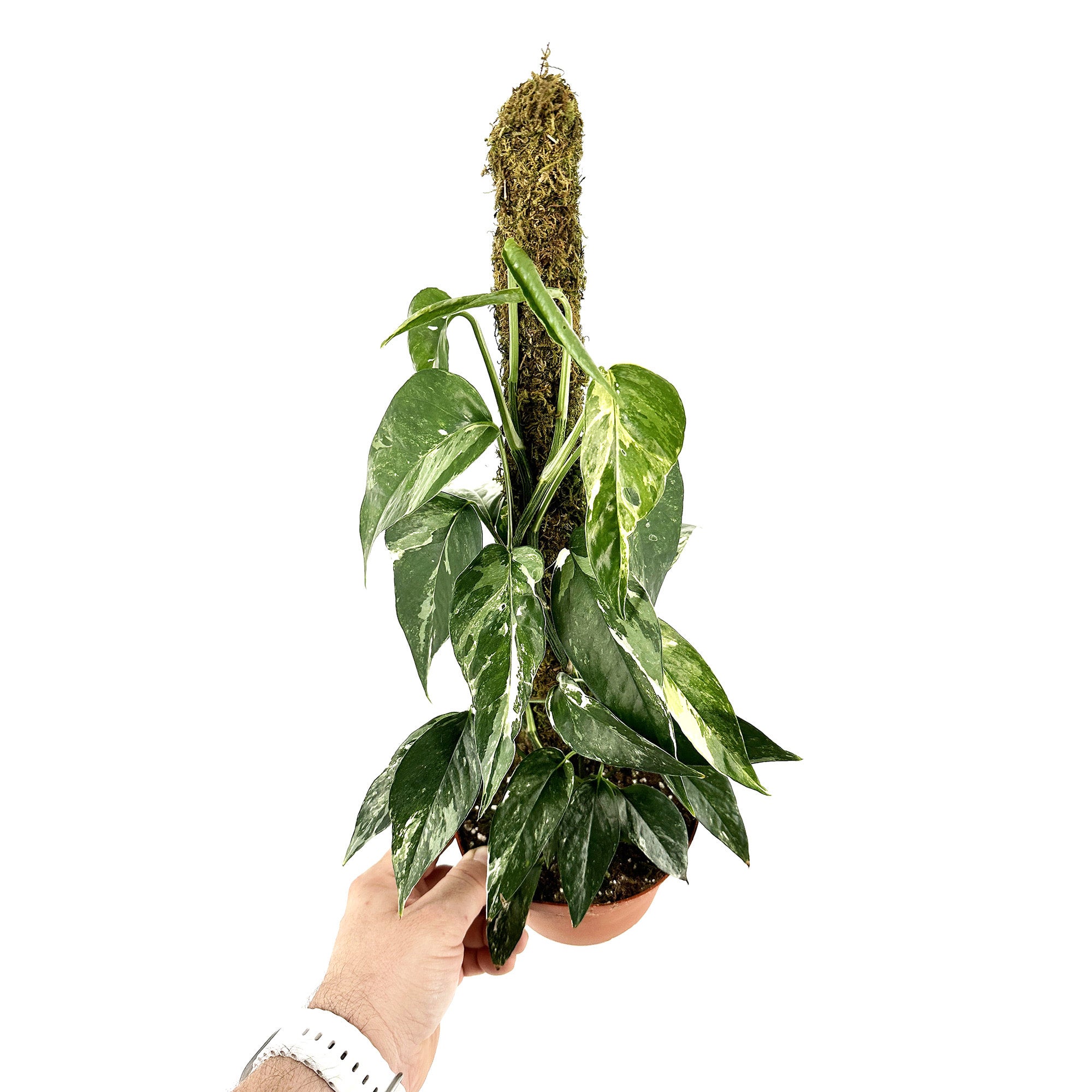 Epipremnum pinnatum 'Albo' w/Moss Pole | SarahCotta Plants - Exotic ...