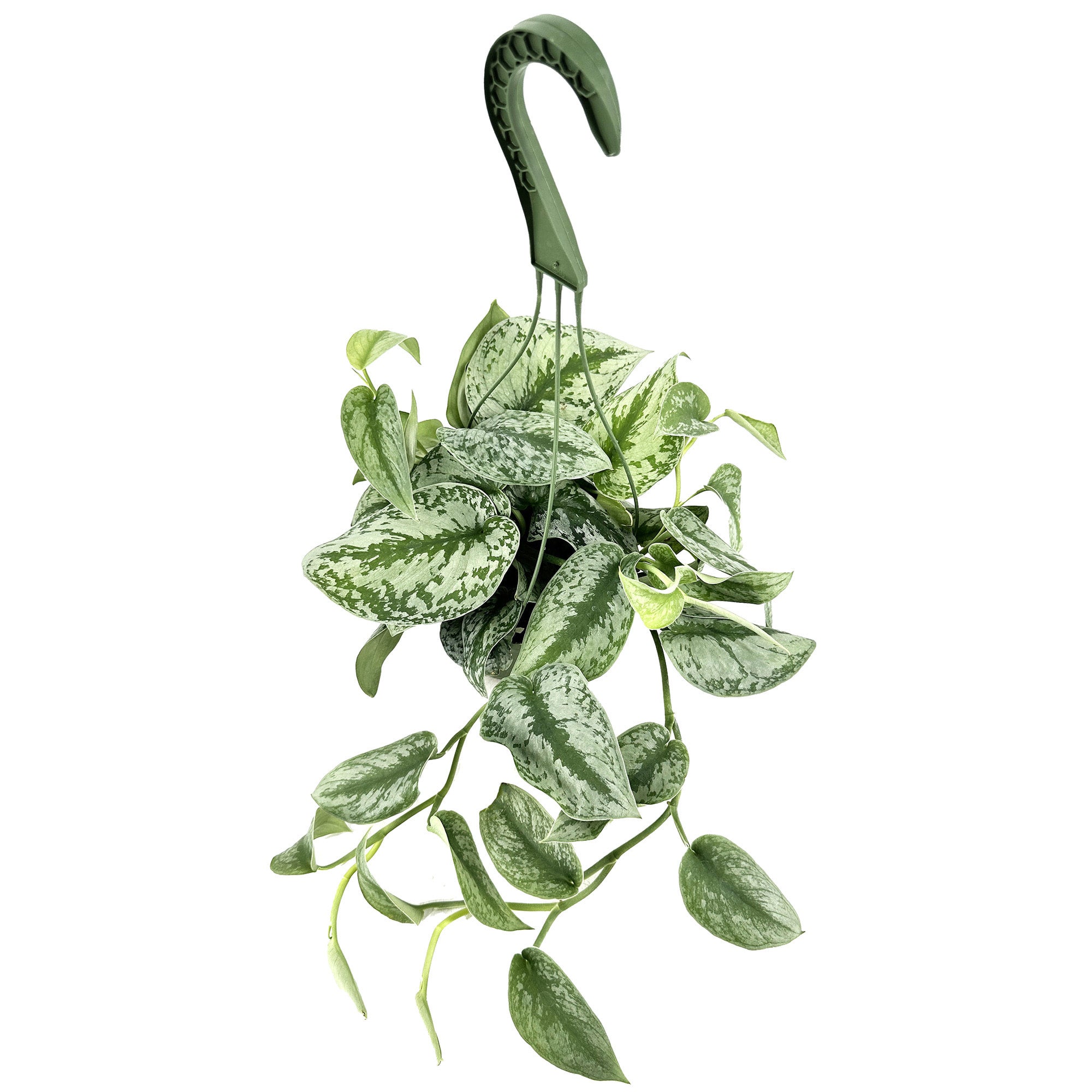 Scindapsus Pictus Exotica SarahCotta Plants Exotic Uncommon And