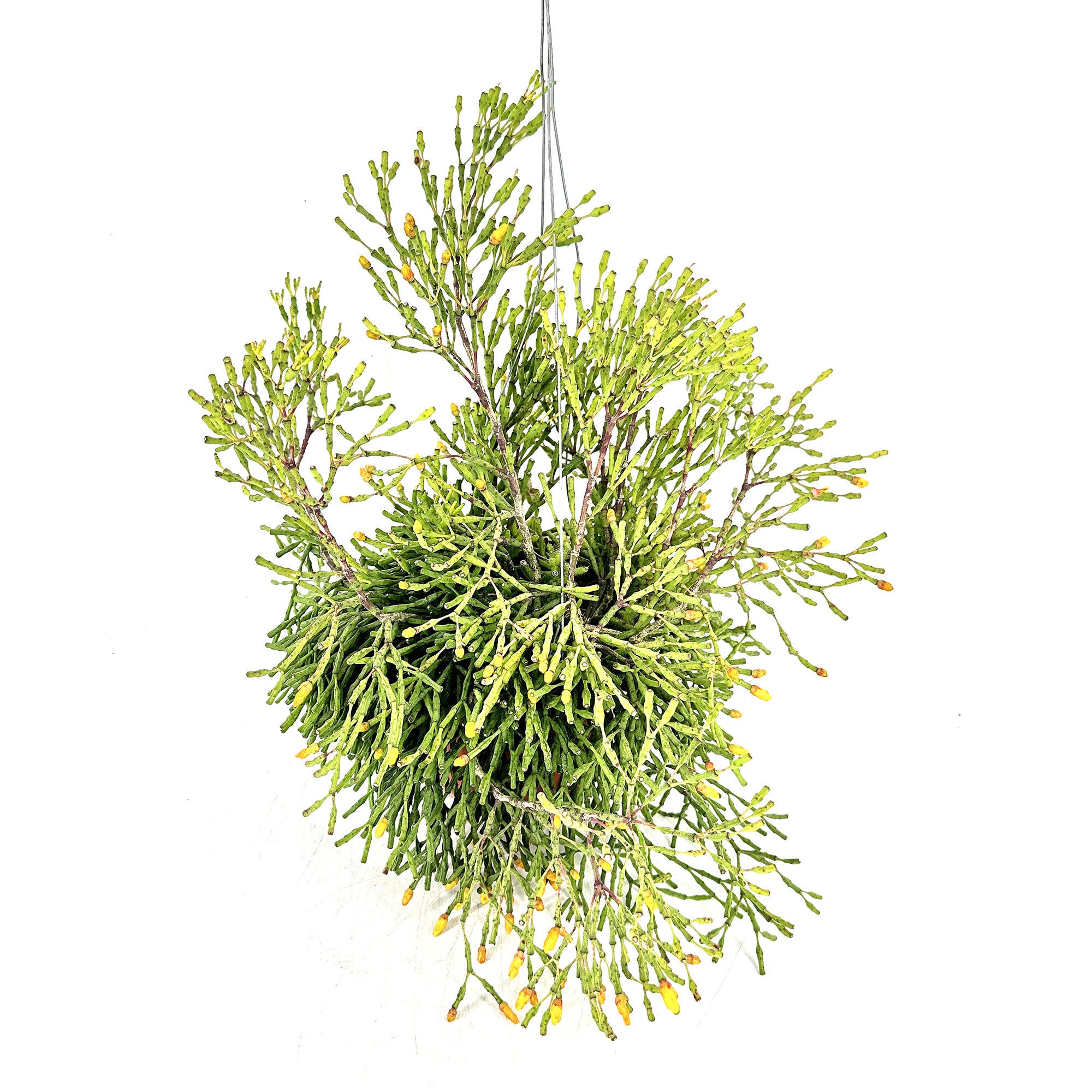 Rhipsalis salicornioides 'Dancing Bones Cactus' | SarahCotta Plants