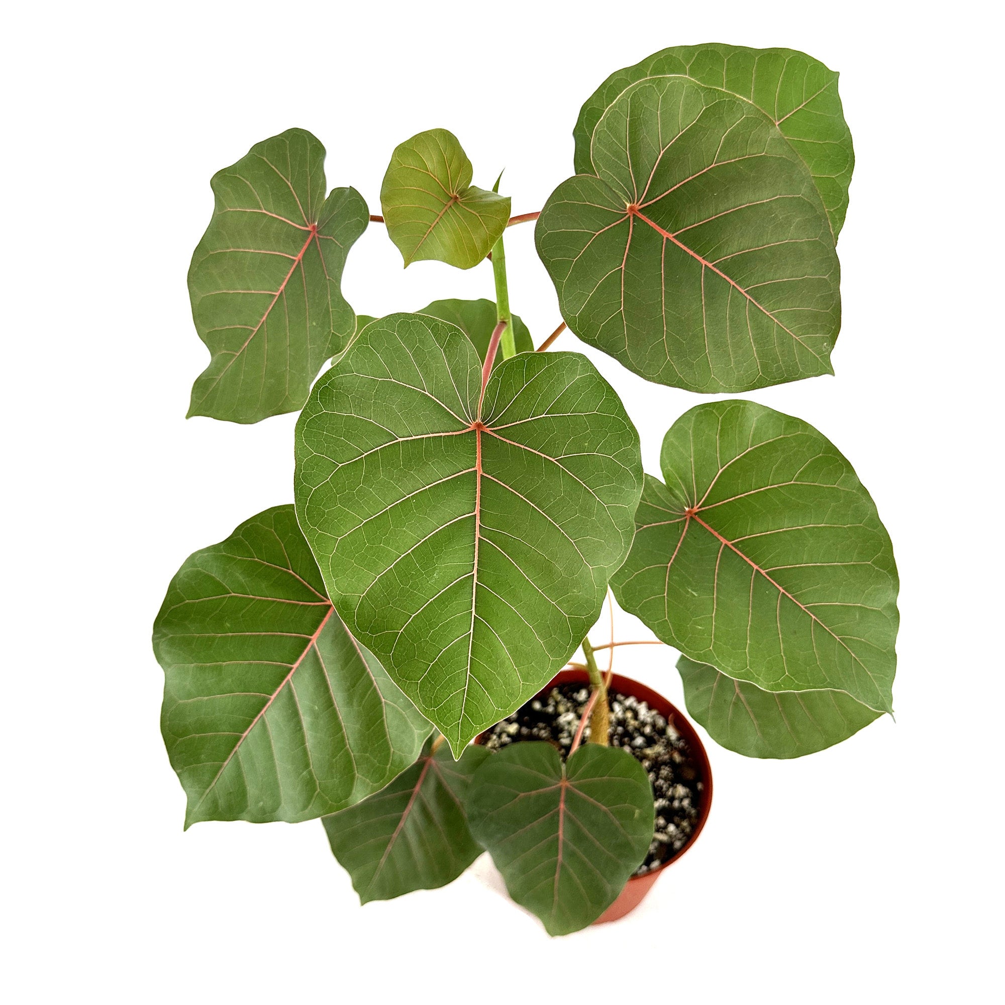 Ficus petiolaris 'Rock Fig' | SarahCotta Plants