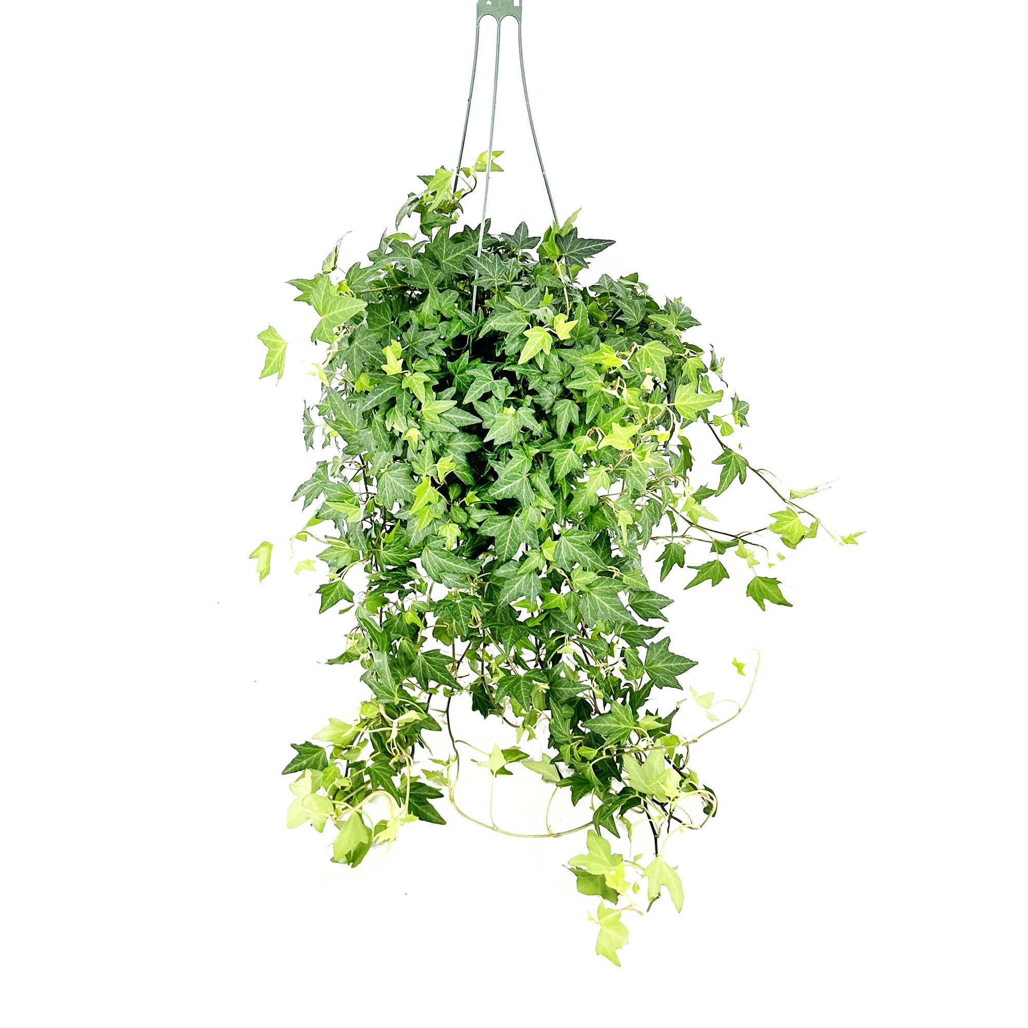 Hedera helix 'Needle Point Ivy' | SarahCotta Plants