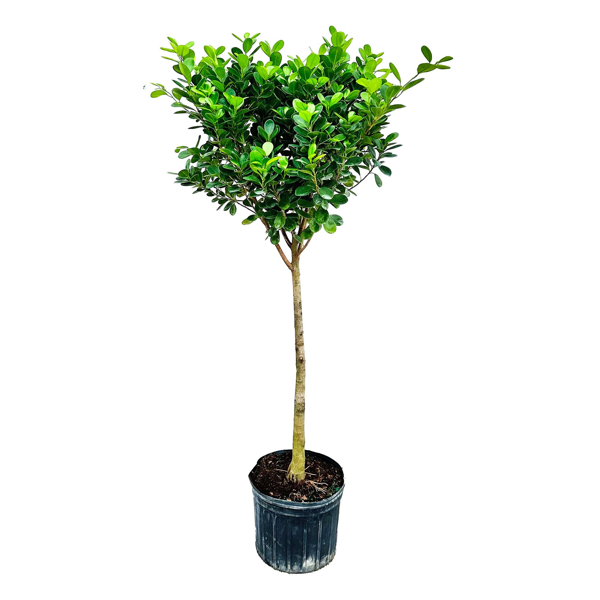 Ficus microcarpa 'Moclame' XL | SarahCotta Plants - Exotic, Uncommon ...