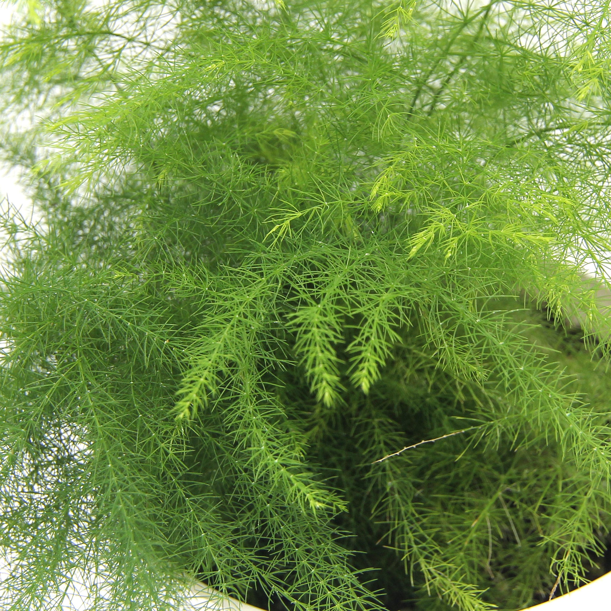 Asparagus setaceus plumosus 'Asparagus Fern' | SarahCotta Plants