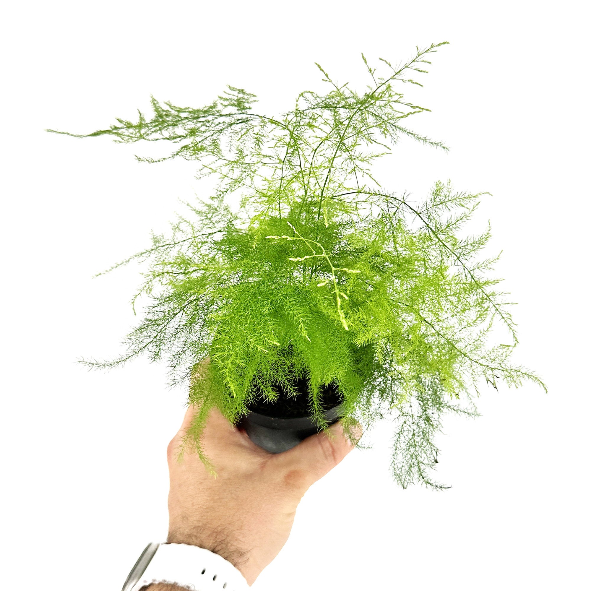 Asparagus setaceus plumosus 'Asparagus Fern' | SarahCotta Plants
