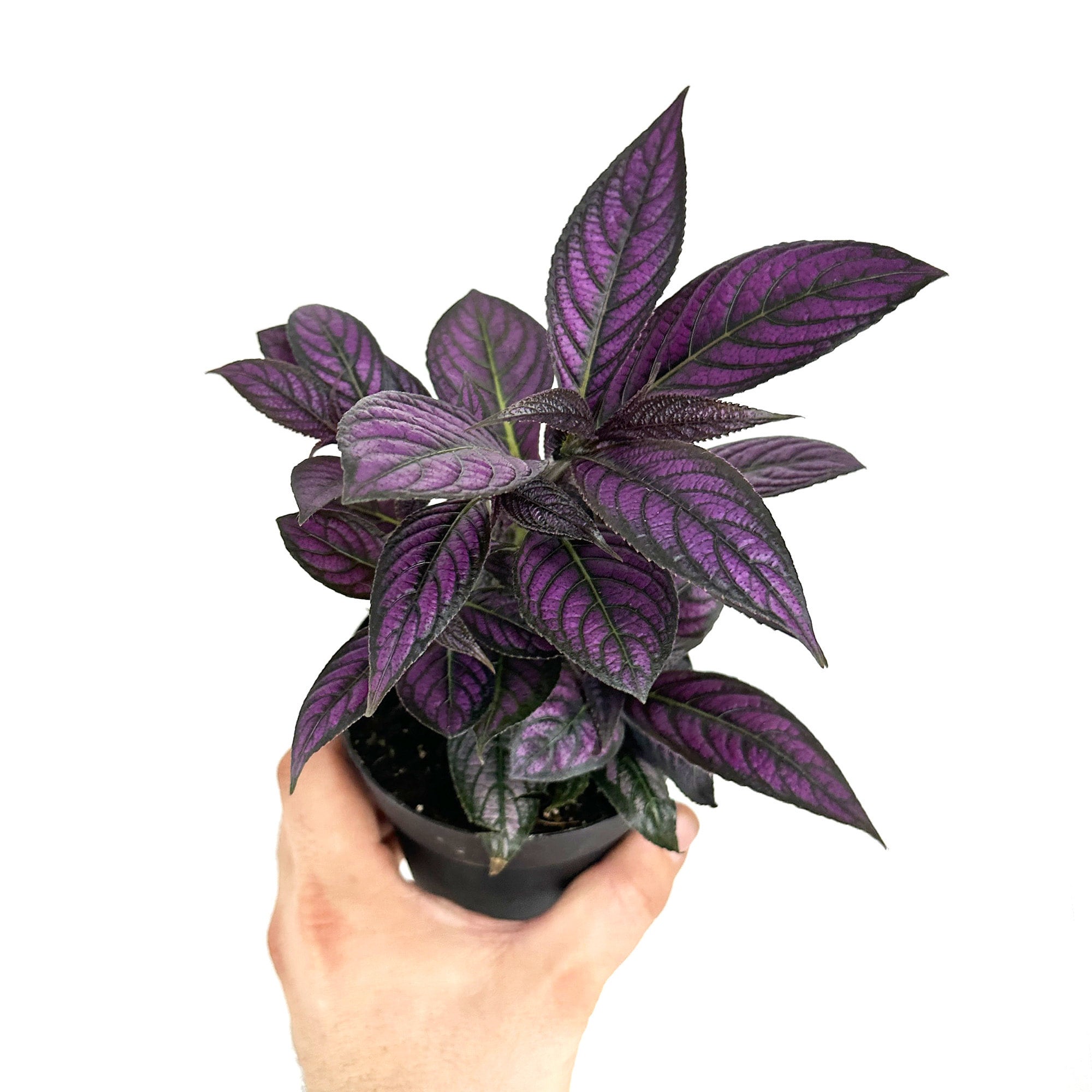 Strobilanthes dyeriana 'Persian Shield' | SarahCotta Plants