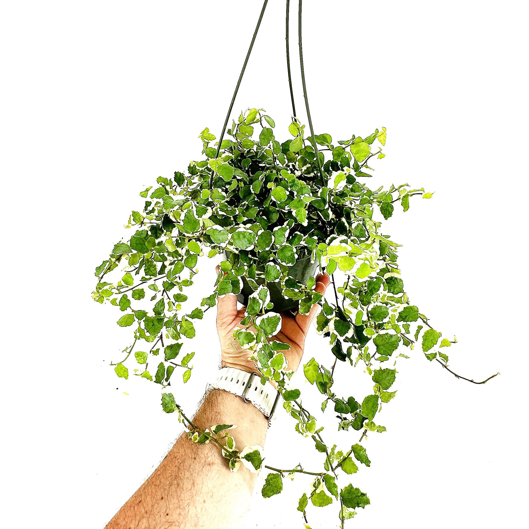 Ficus pumila variegata 'Creeping Fig' | SarahCotta Plants