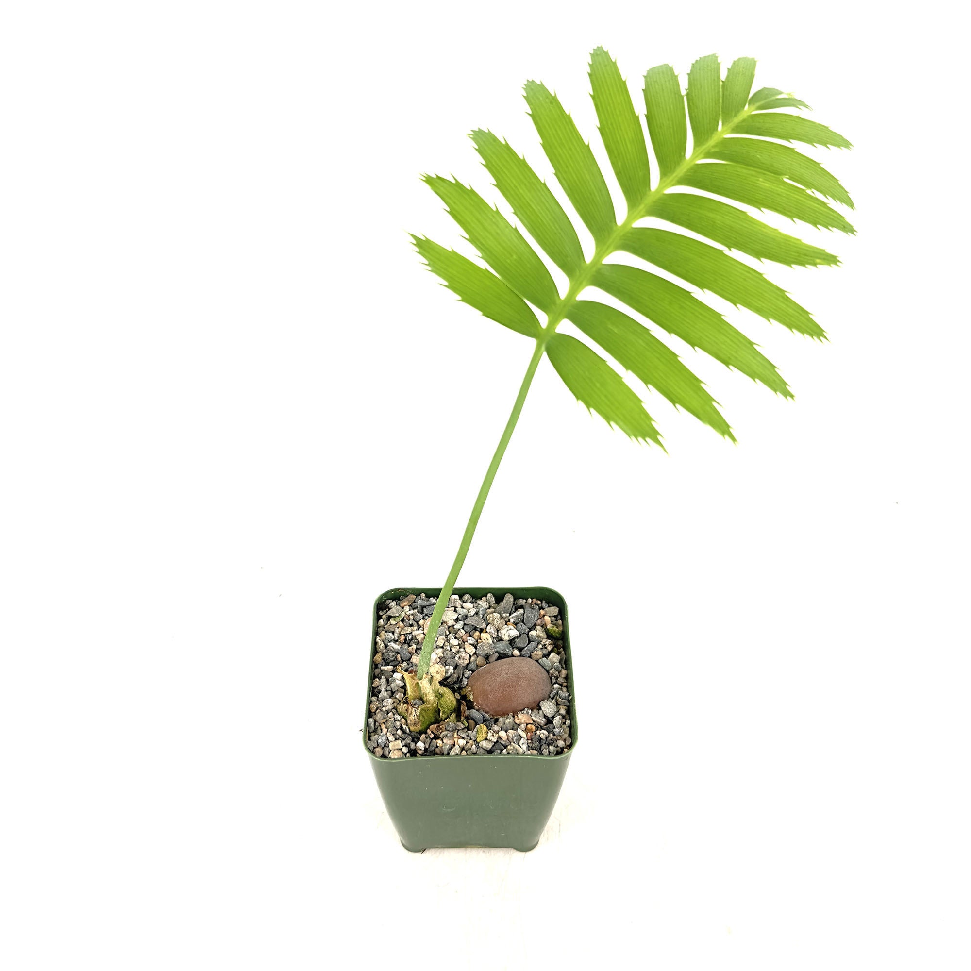 Dioon Spinulosum 'Giant Mexican Cycad' | SarahCotta Plants