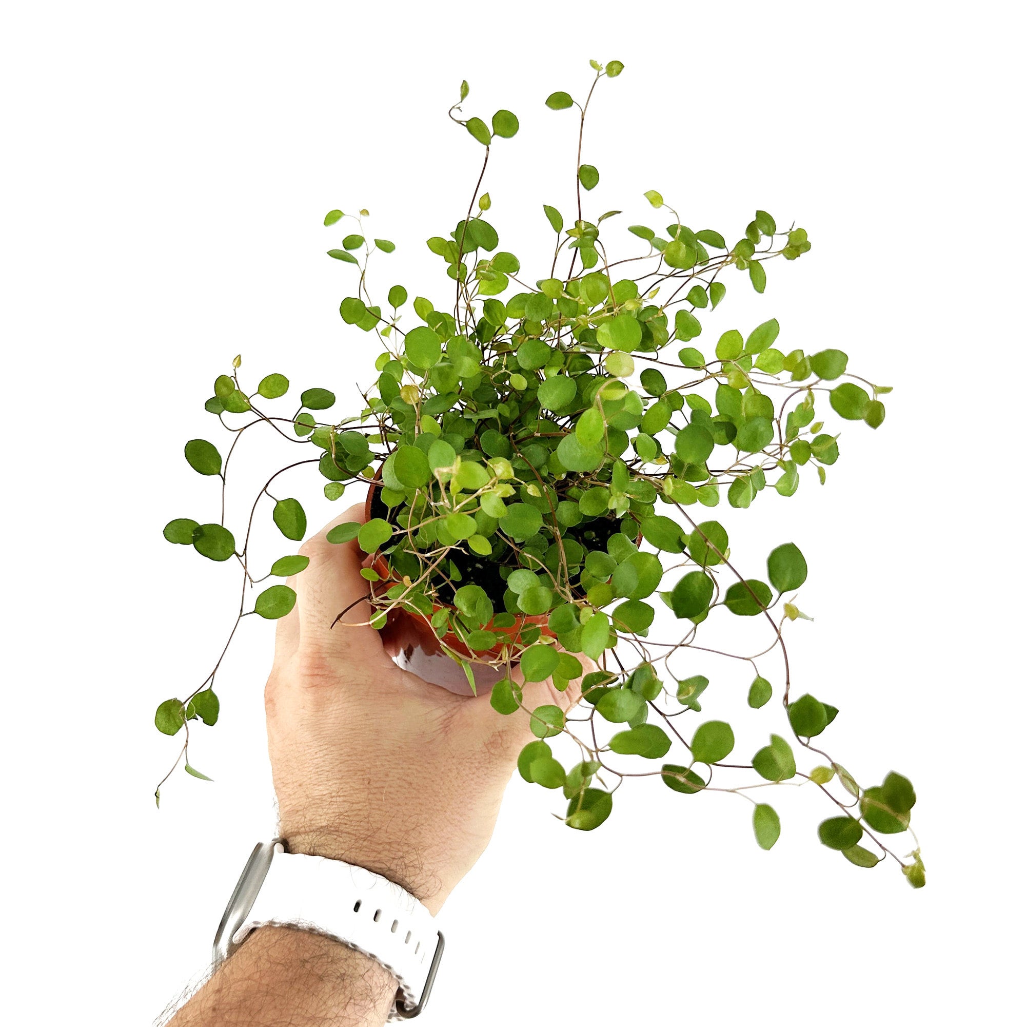 muehlenbeckia-complexa-angel-vine-sarahcotta-plants