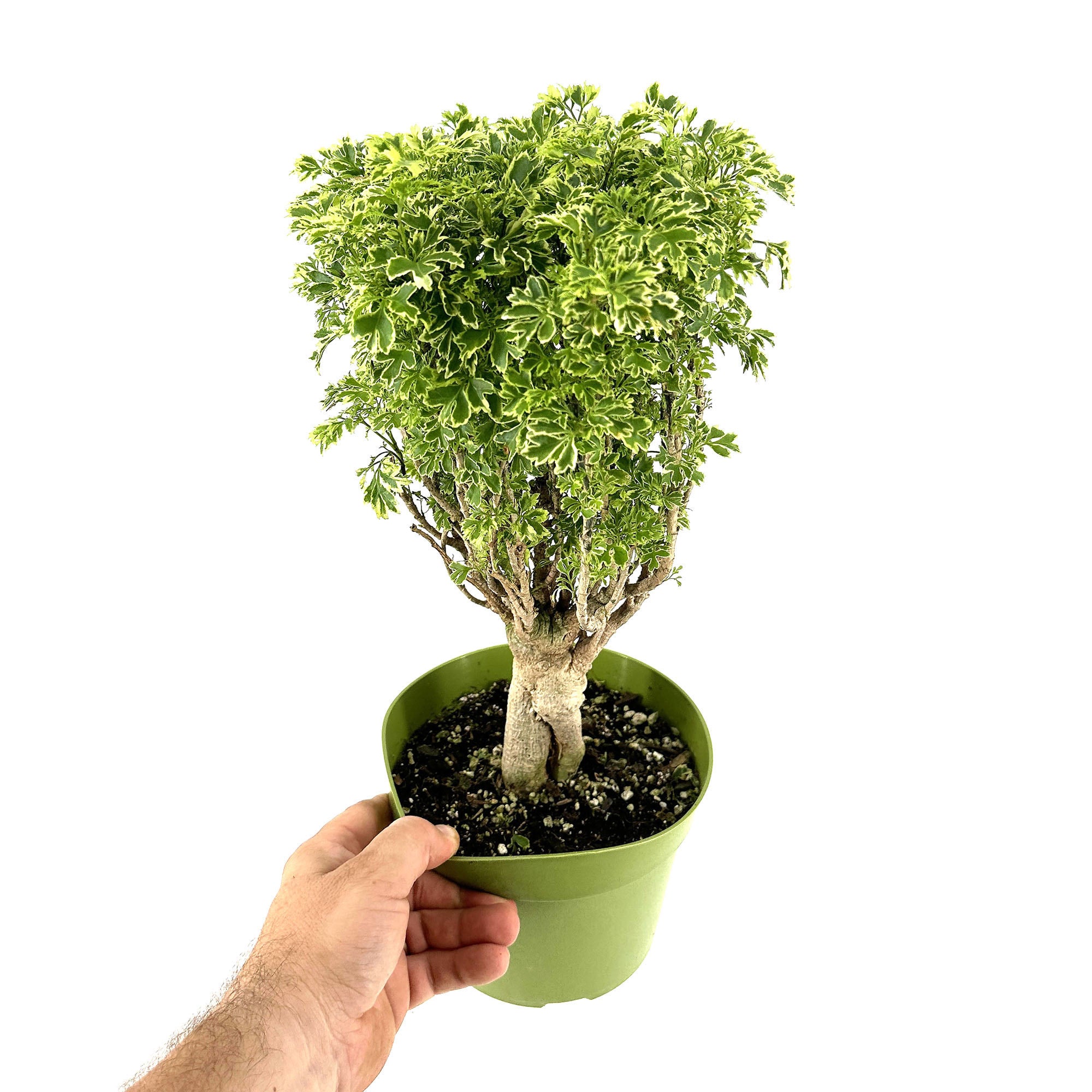 Polyscias fruticosa 'Ming Aralia Gold' | SarahCotta Plants