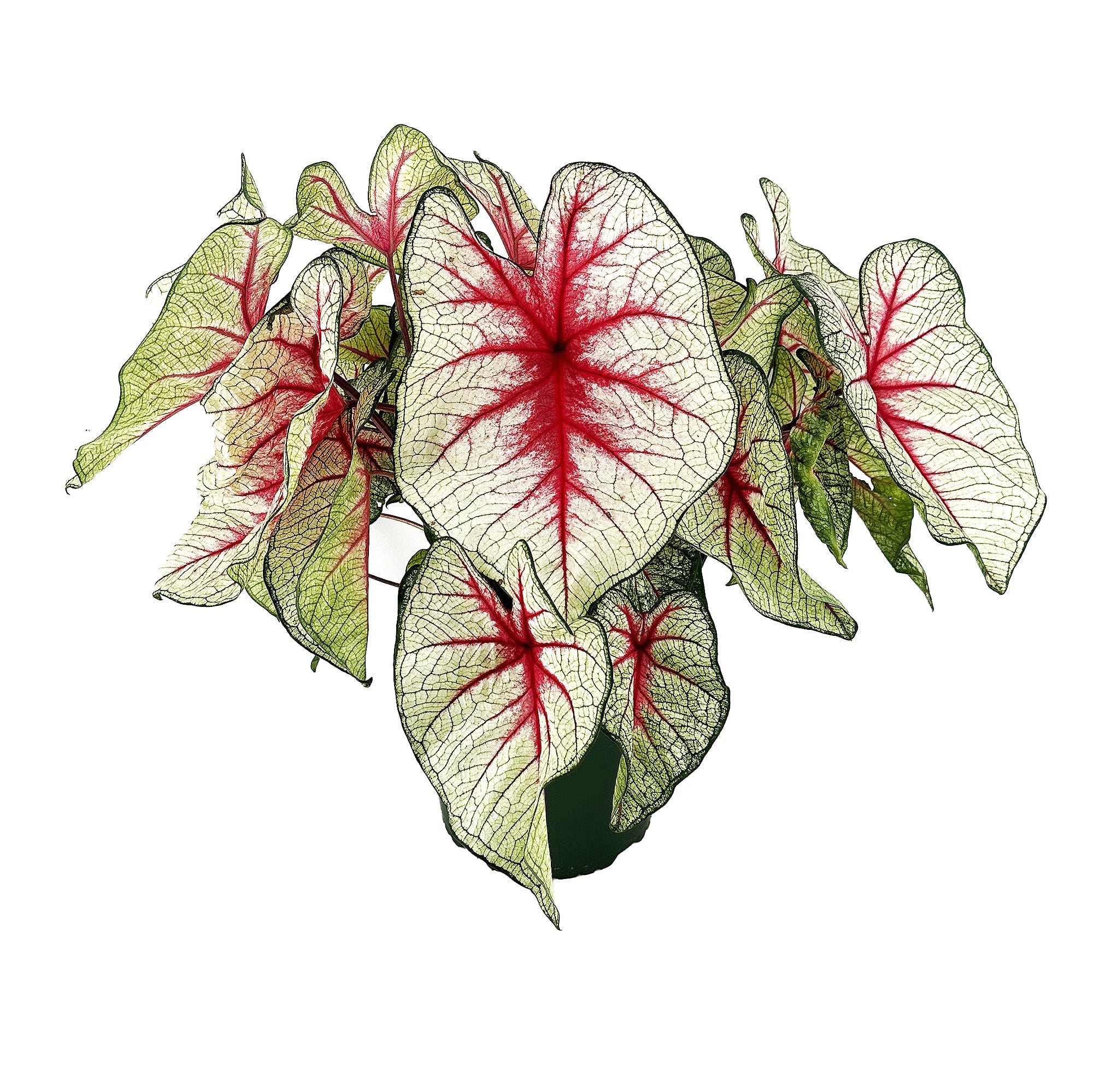Caladium 'White Queen' | SarahCotta Plants