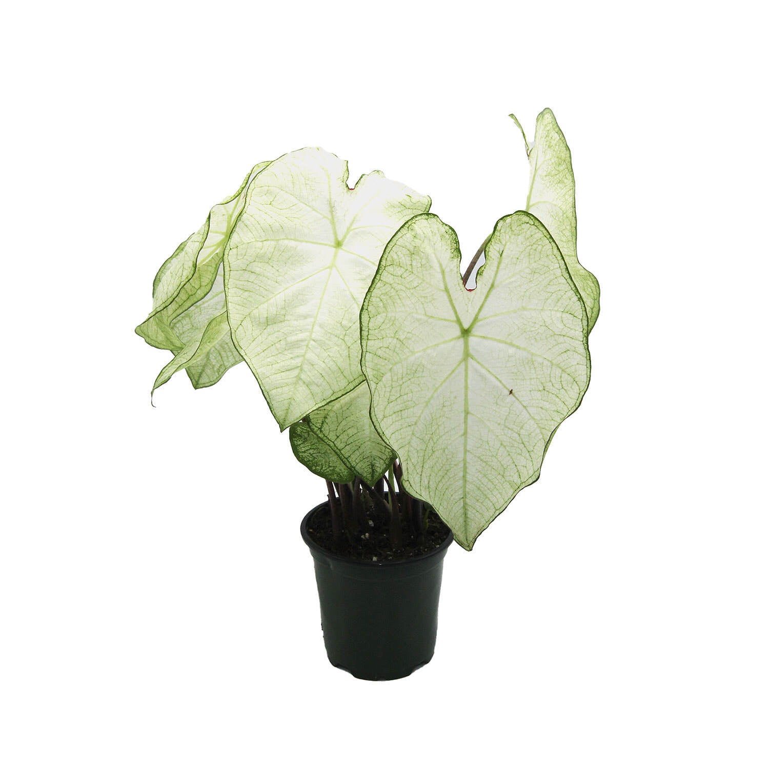 Caladium 'Garden White' | SarahCotta Plants