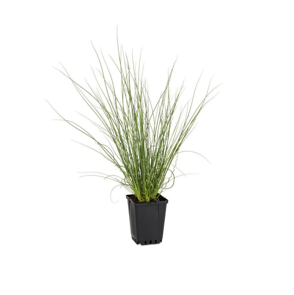 Juncus Effusus Blue Dart Sarahcotta Plants