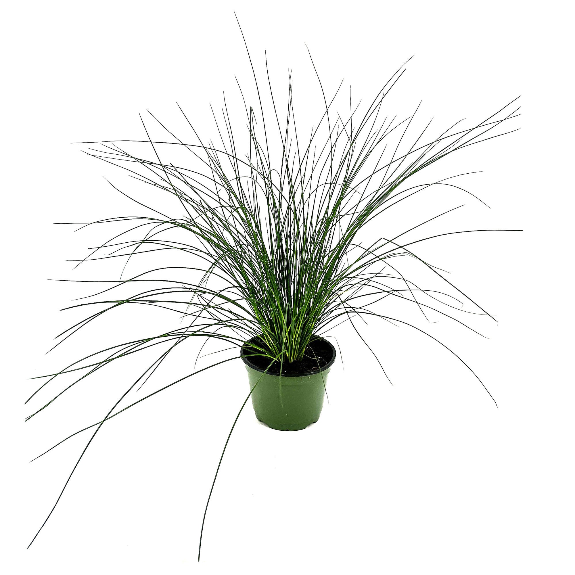 Juncus effusus 'Blue Dart' | SarahCotta Plants