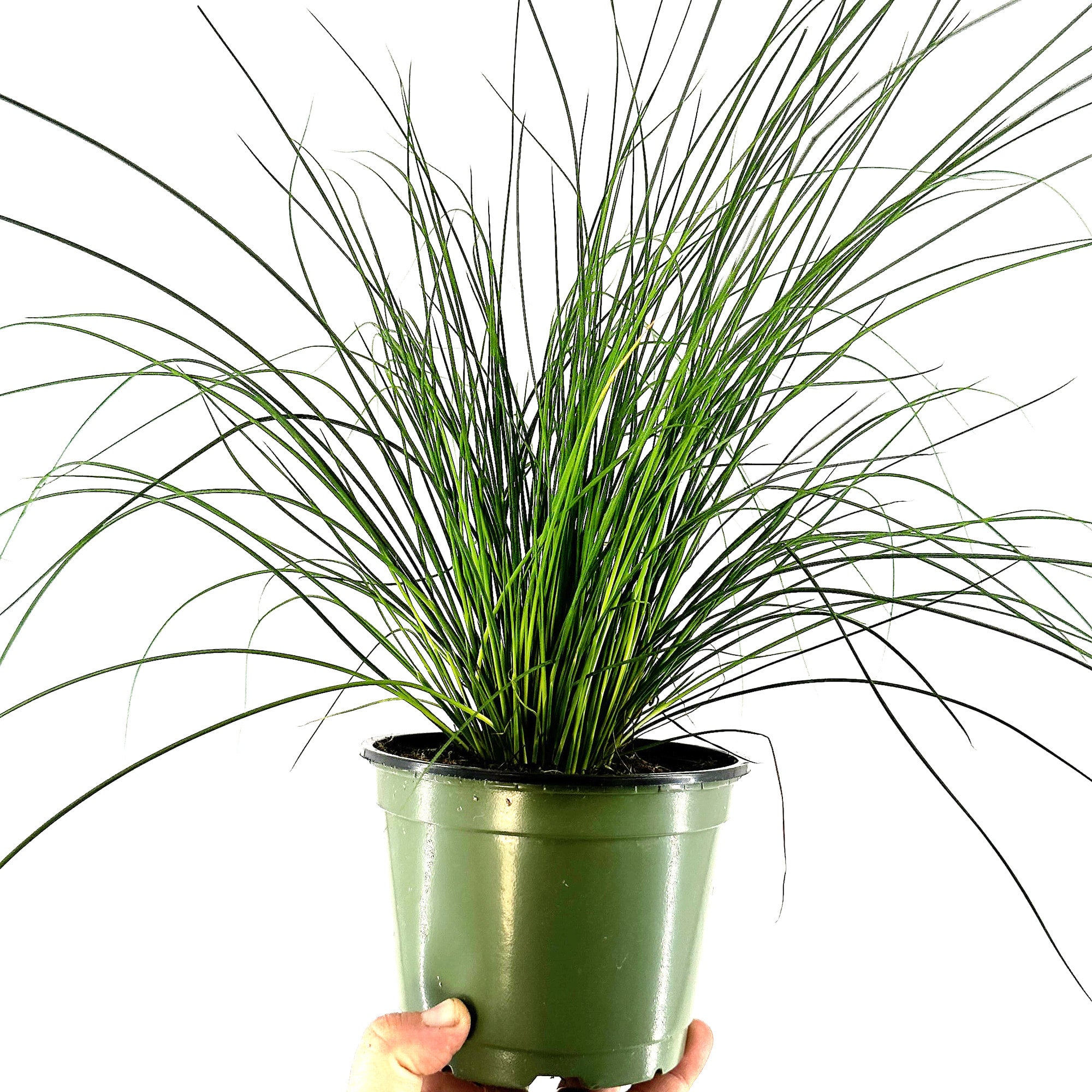 Juncus effusus 'Blue Dart' | SarahCotta Plants