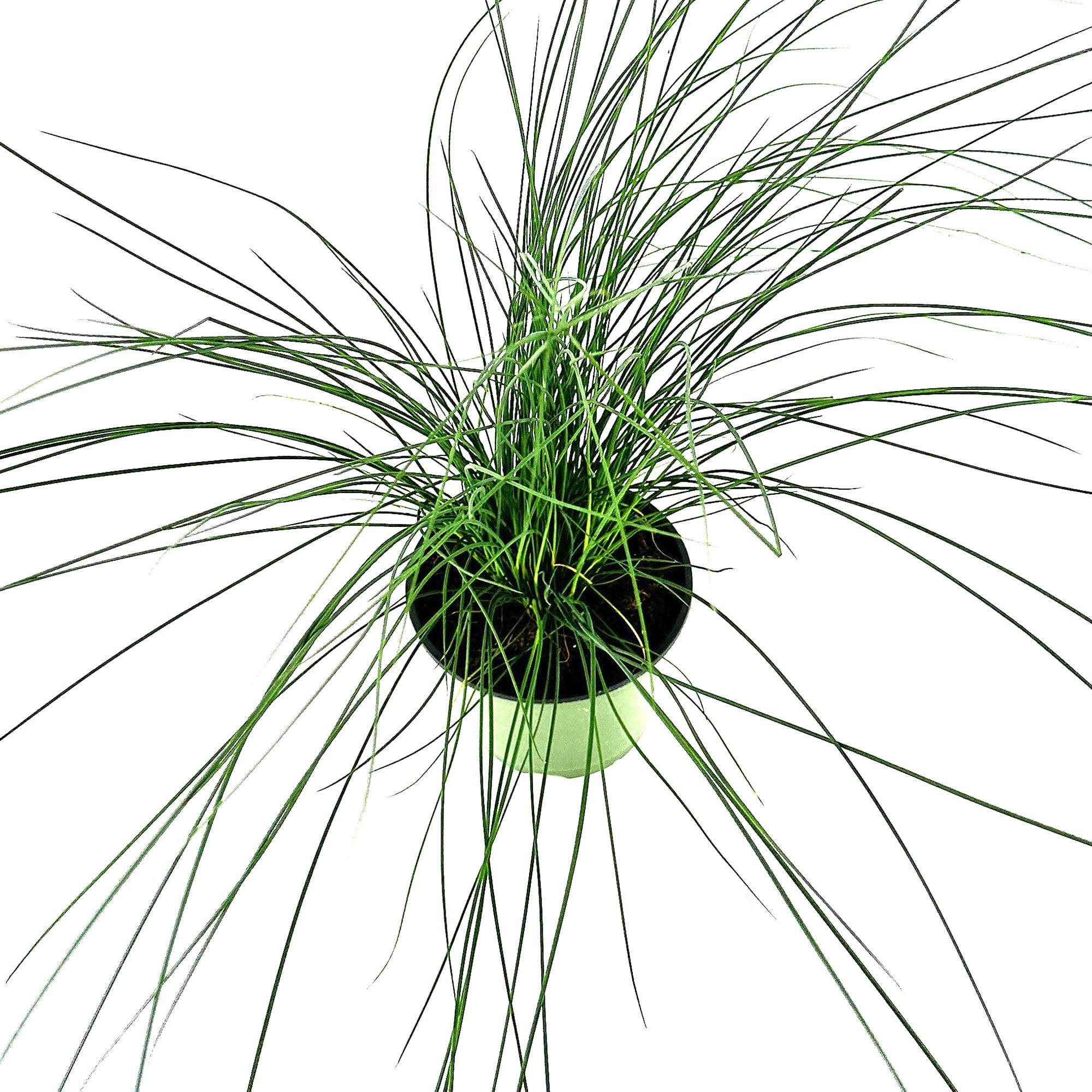 Juncus effusus 'Blue Dart' | SarahCotta Plants