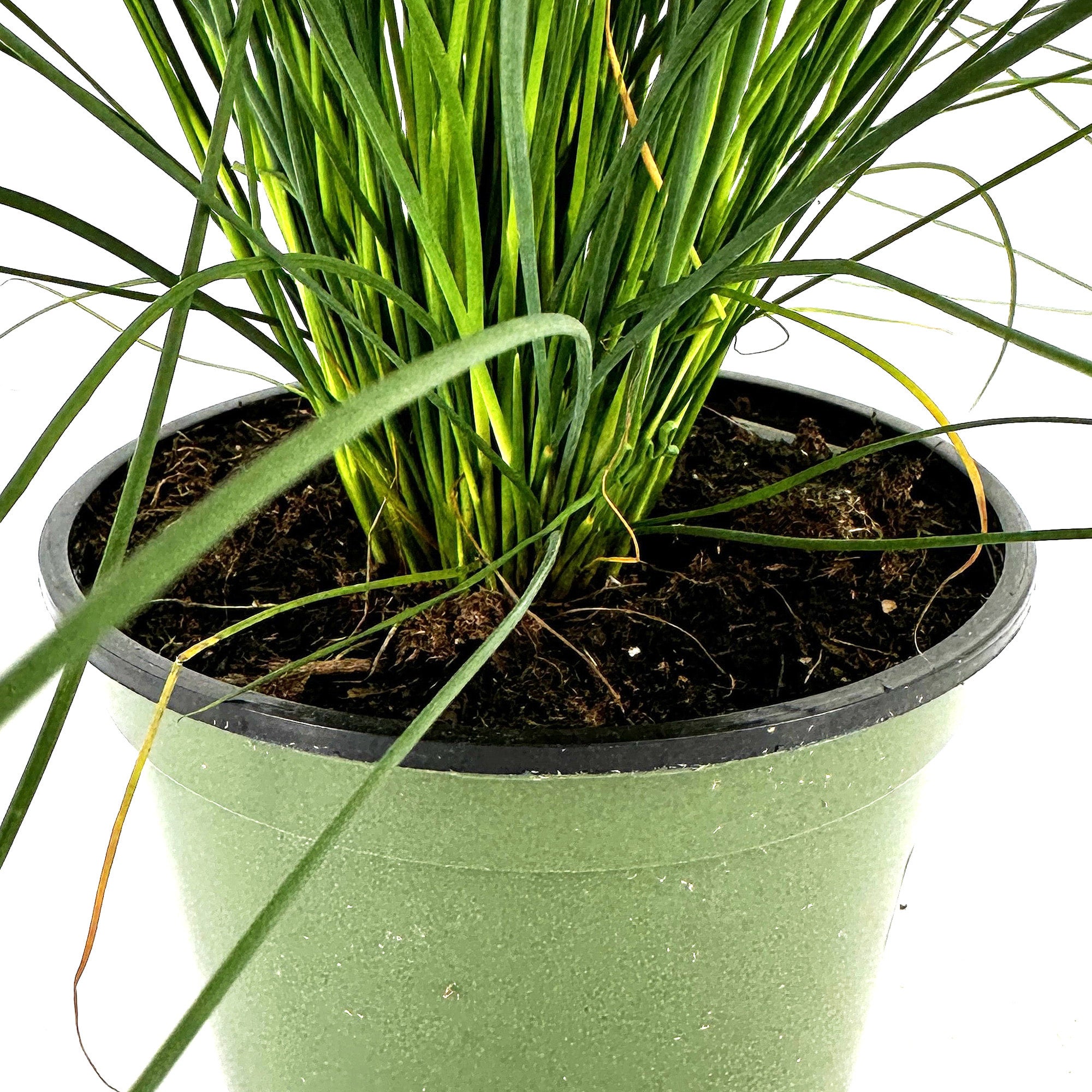 Juncus effusus 'Blue Dart' | SarahCotta Plants